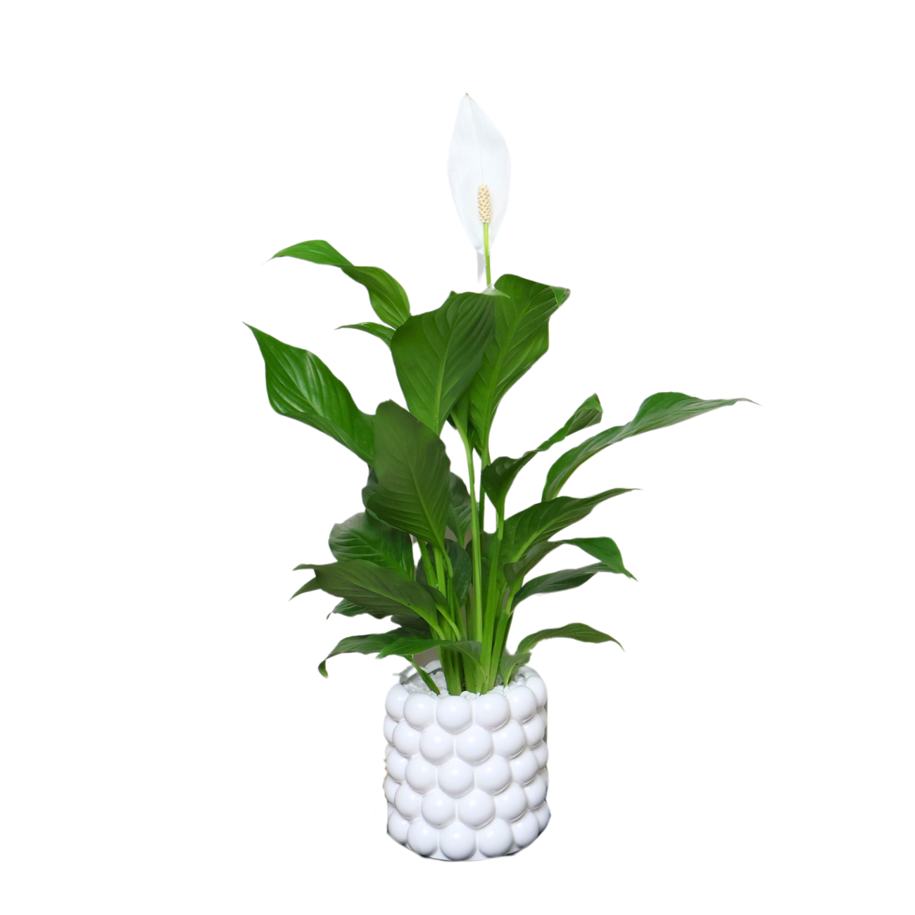 JM Flower Spathiphyllum Peace Lily Plant in Ceramic Pot | NTUC FairPrice