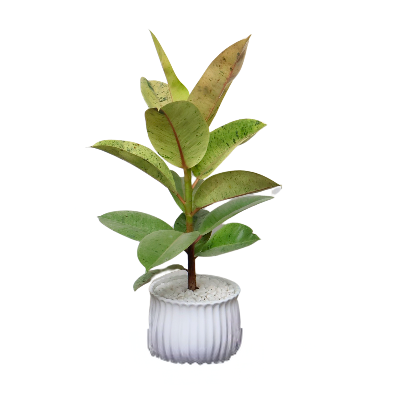 JM Flower Ficus Elastica Shivereana Plant in Ceramic Pot | NTUC FairPrice