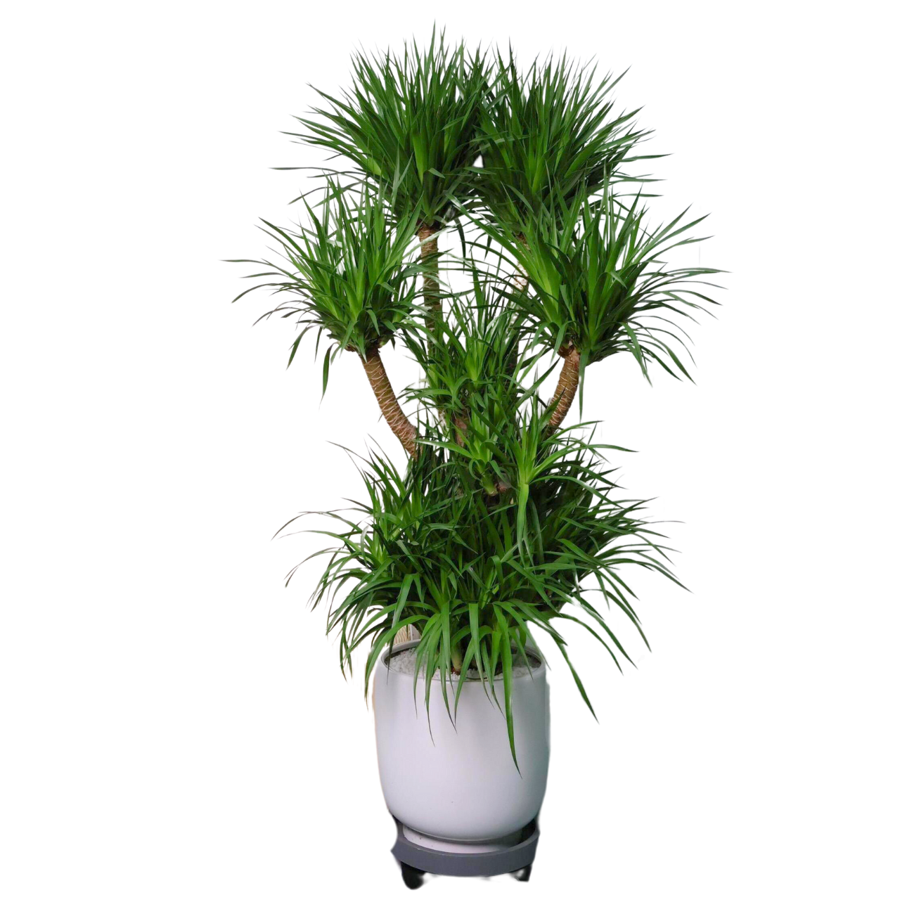 JM Flower Dracena Draco Plant in Cremaic pot (1.75m) | NTUC FairPrice