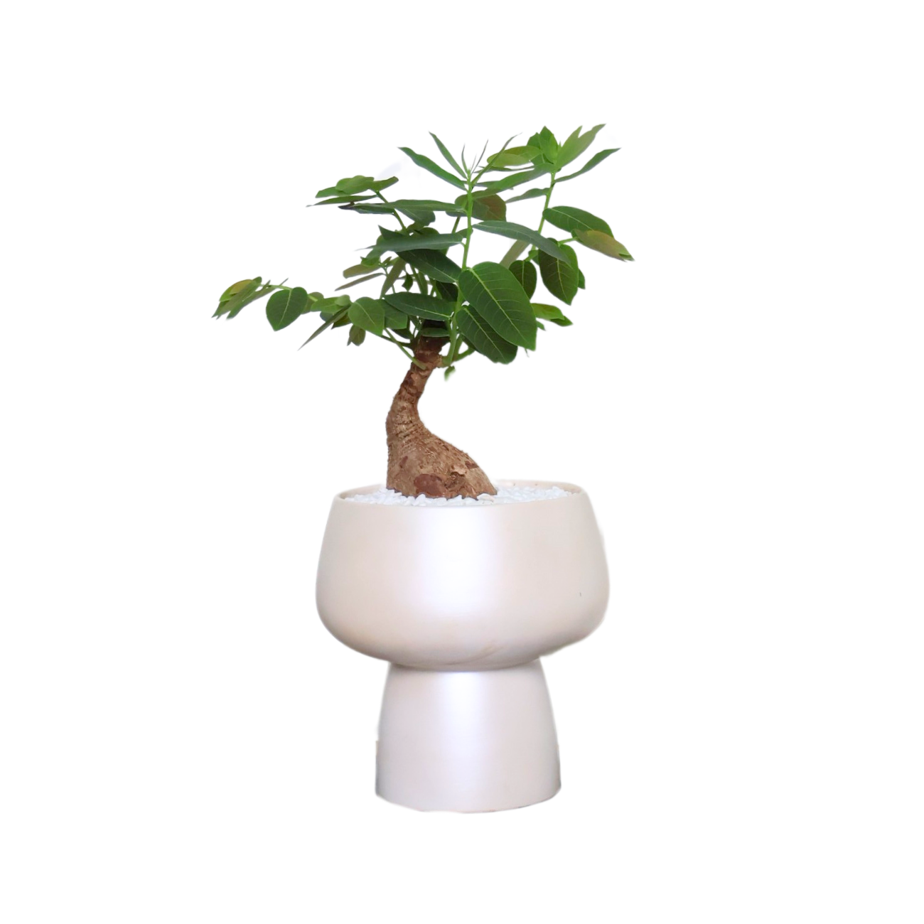 JM Flower Phyllanthus Mirabilis Plant in Ceramic Pot | NTUC FairPrice