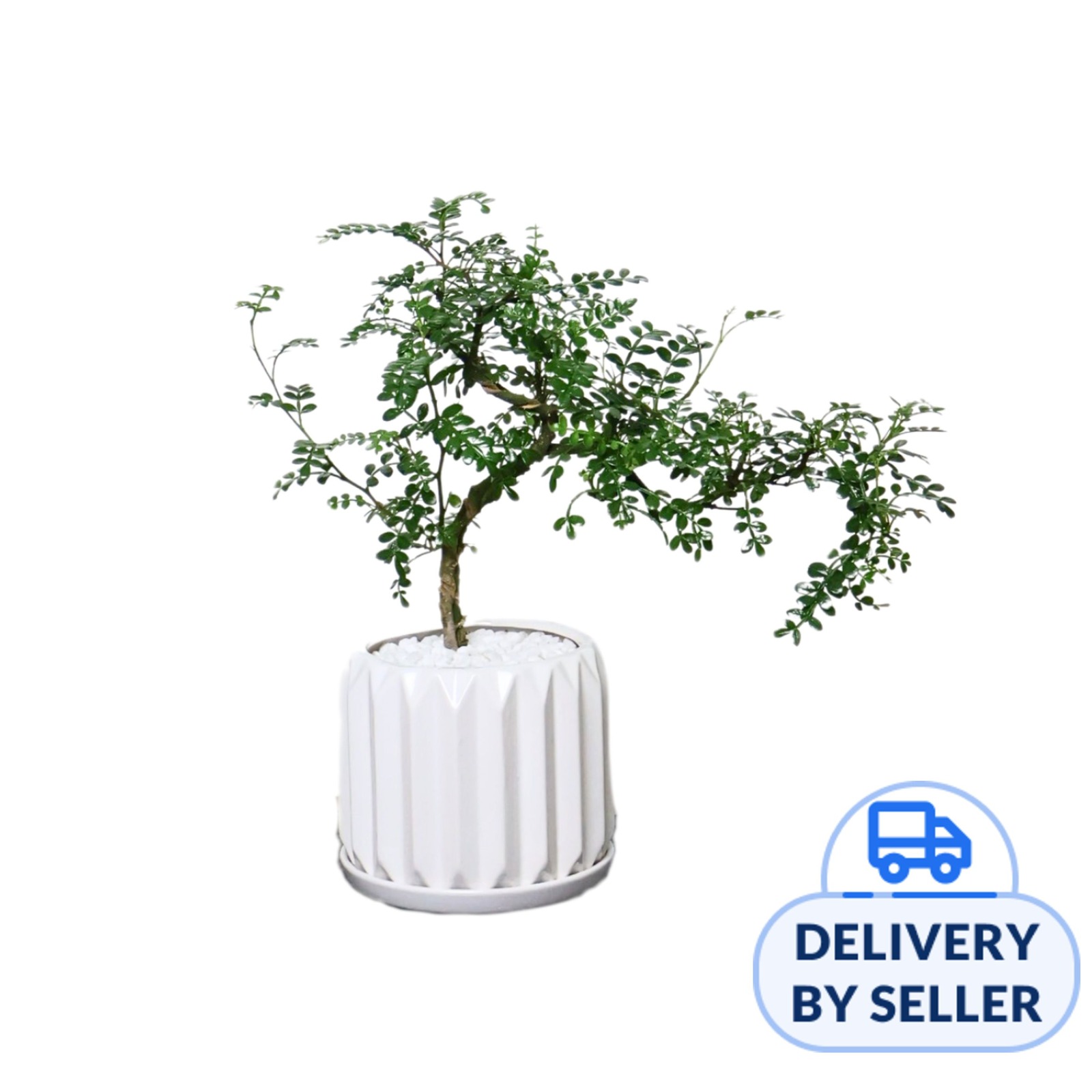 JM Flower Pistacia Weinmannifolia Plant in Ceramic Pot (38cm) | NTUC ...