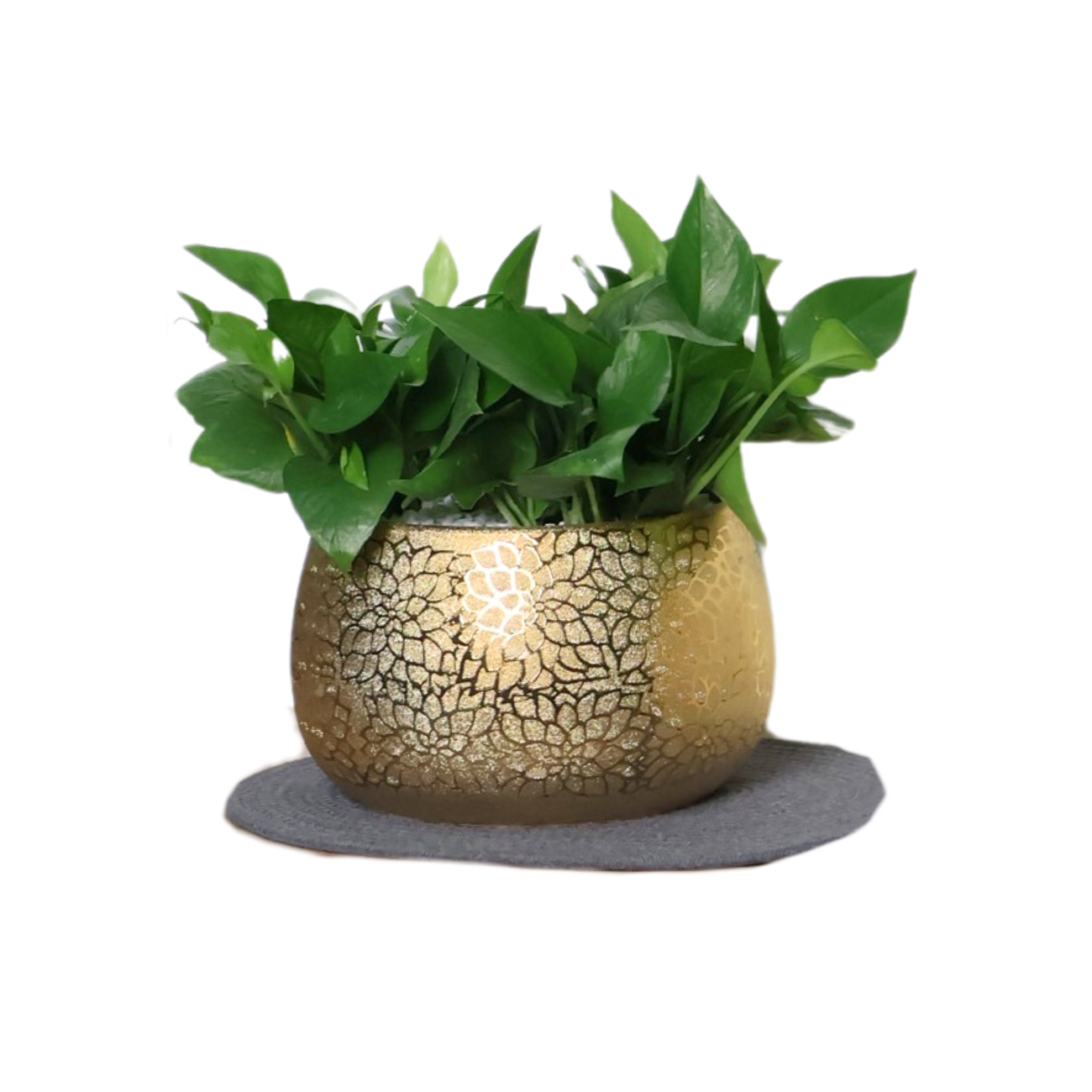 JM Flower Money Plant in Ceramic Pot (32cm) | NTUC FairPrice