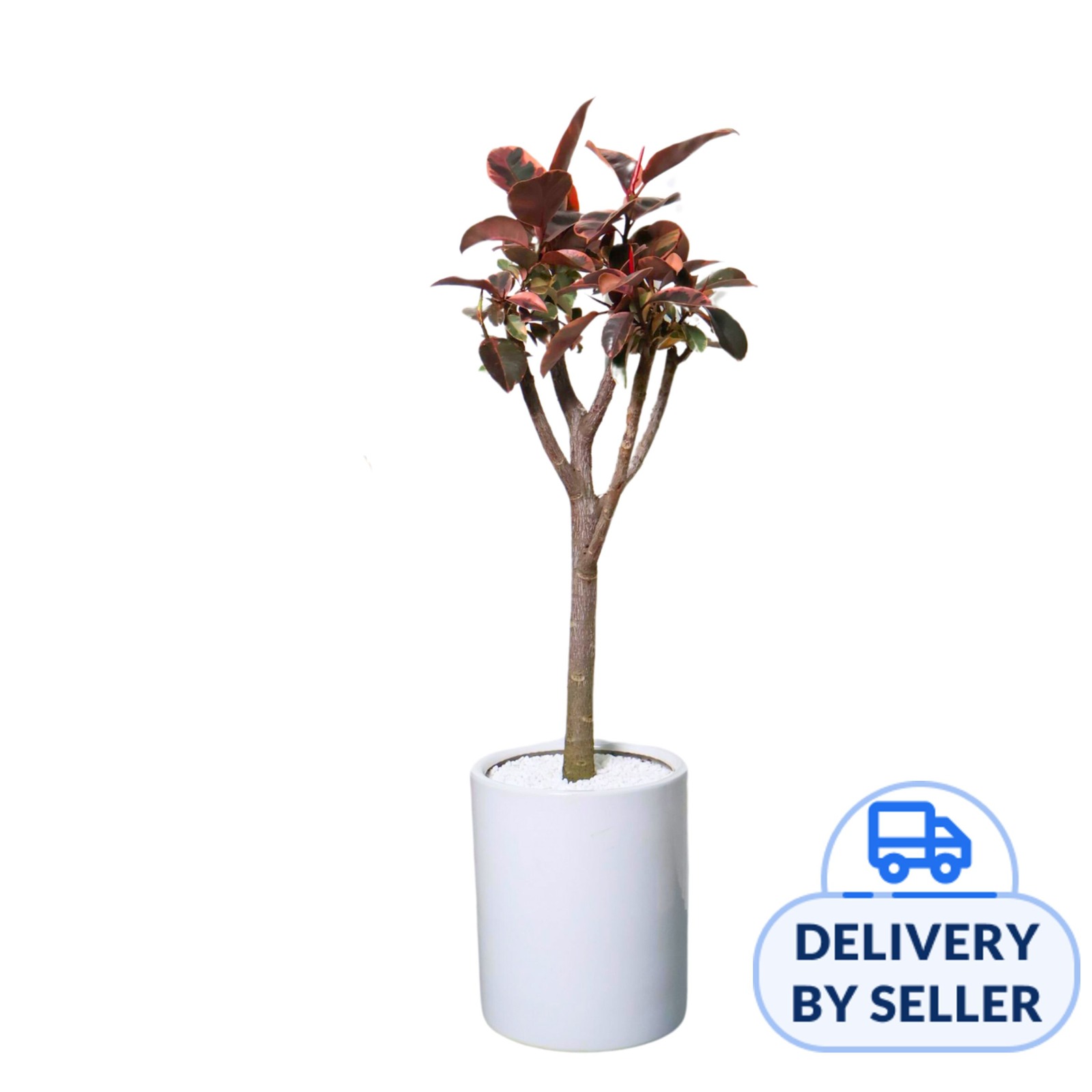JM Flower Ficus Elastica Ruby Plant in Ceramic Pot | NTUC FairPrice