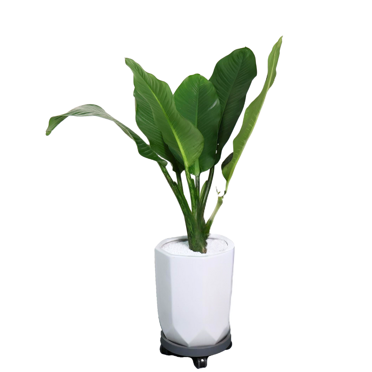 JM Flower Dieffenbachia Big Ben Plant in Ceramic Pot | NTUC FairPrice