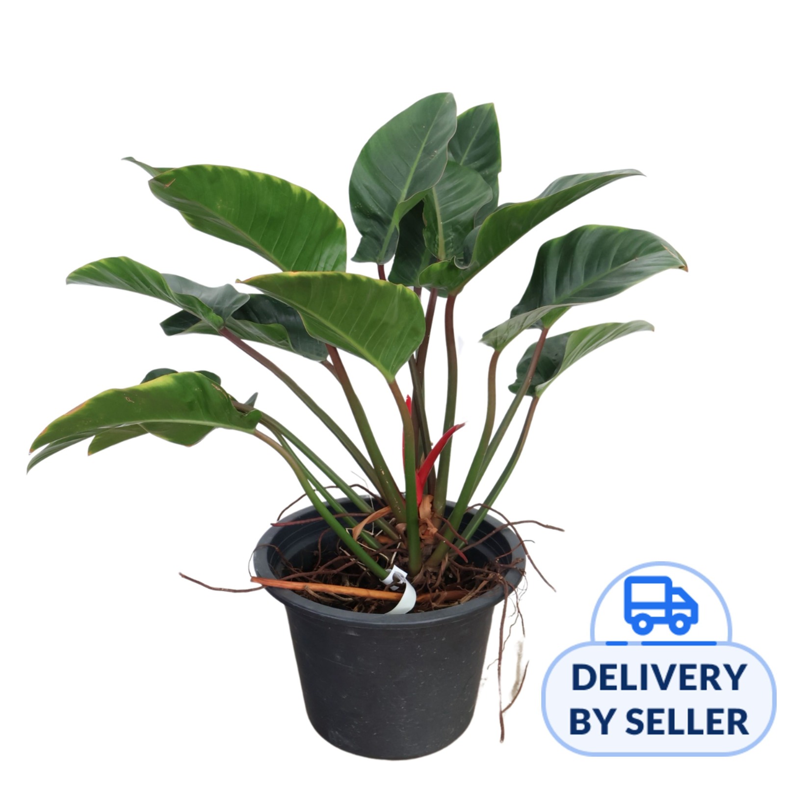 JM Flower Philodendron Red Congo Plant | NTUC FairPrice