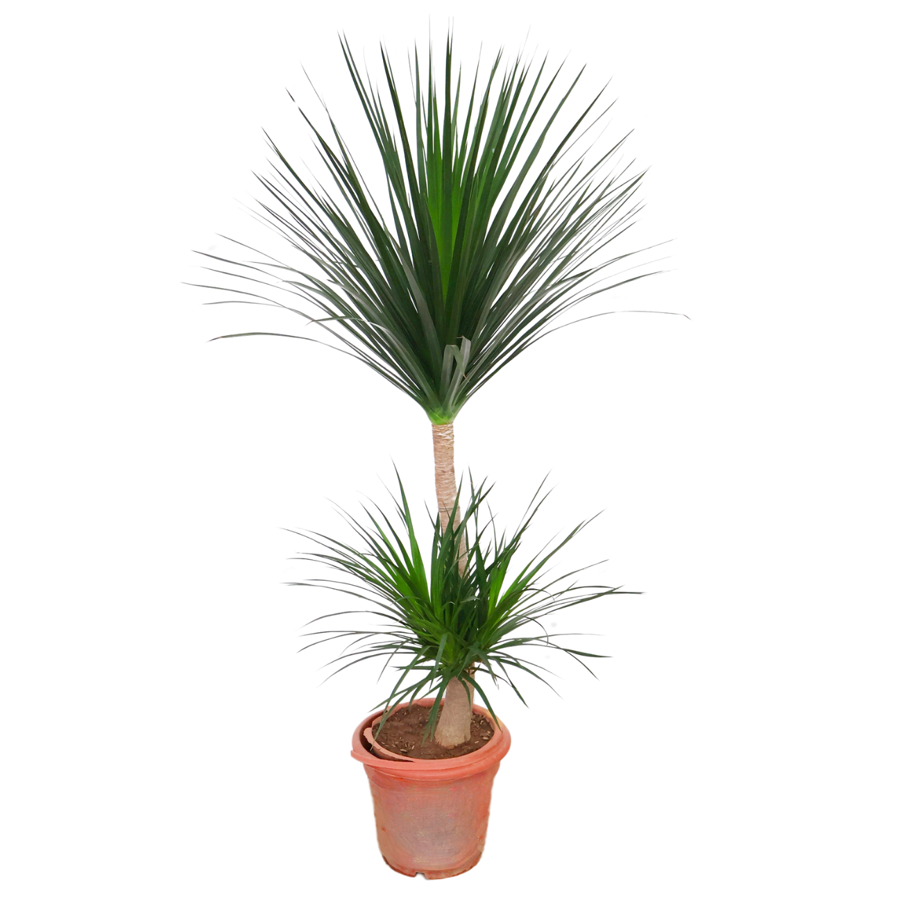 JM Flower Dracaena Draco Plant | NTUC FairPrice