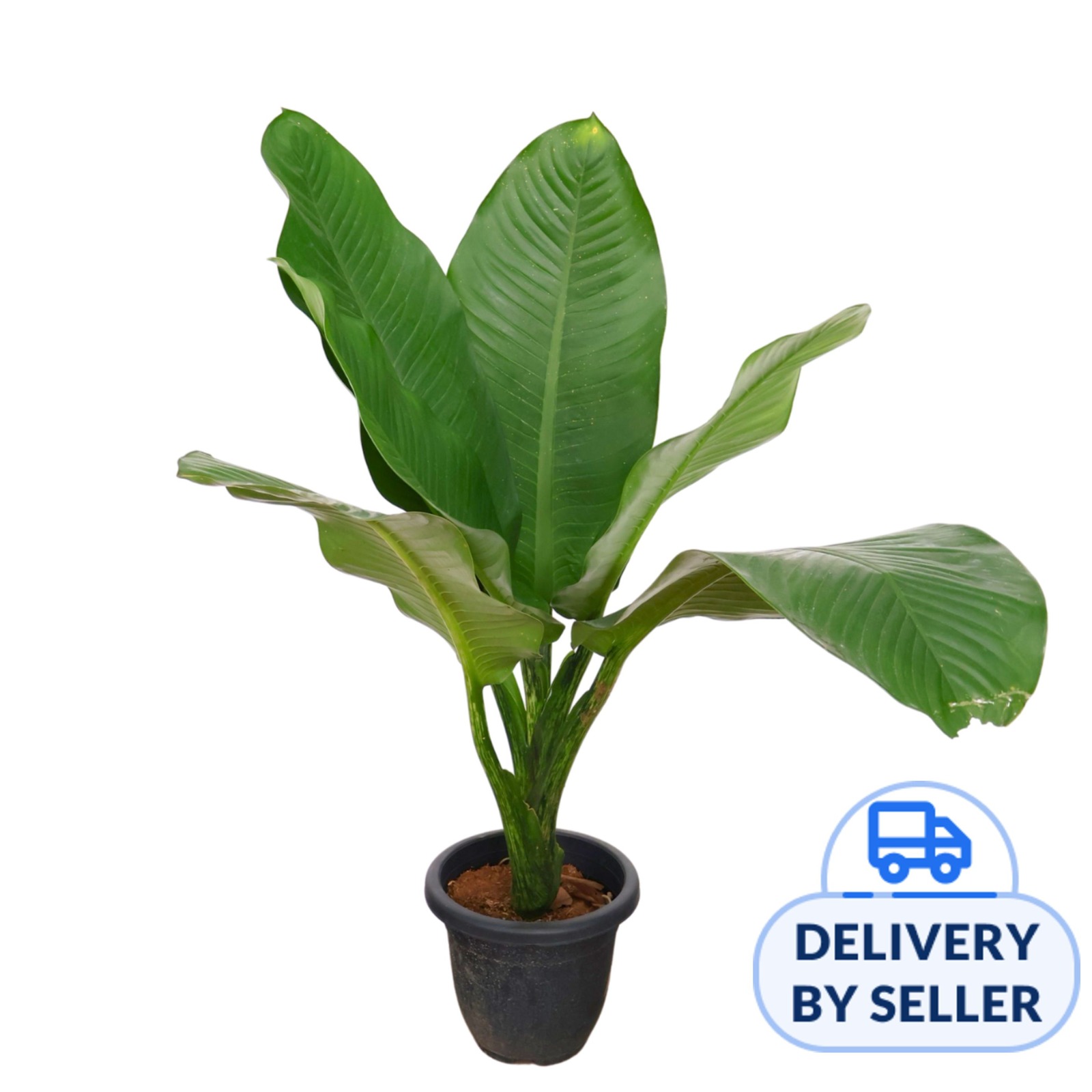 JM Flower Dieffenbachia Big Ben Plant | NTUC FairPrice