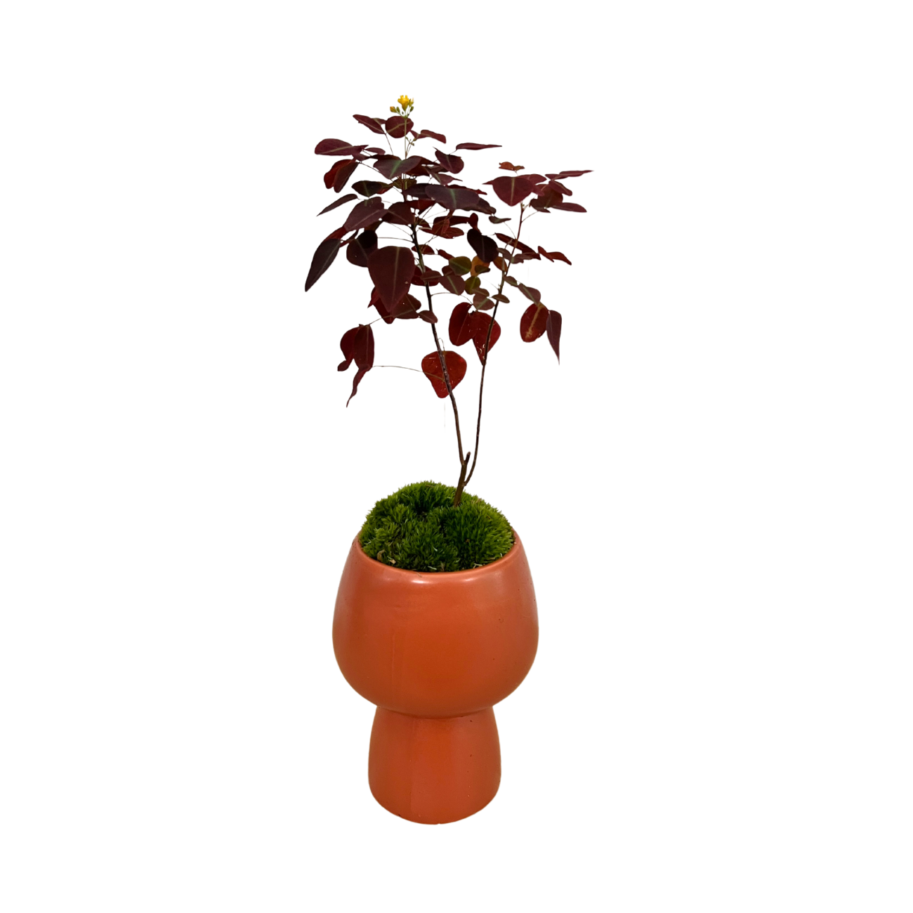 JM Flower Fire Fern Oxalis Hedysaroides in Orange Ceramic Pot | NTUC ...