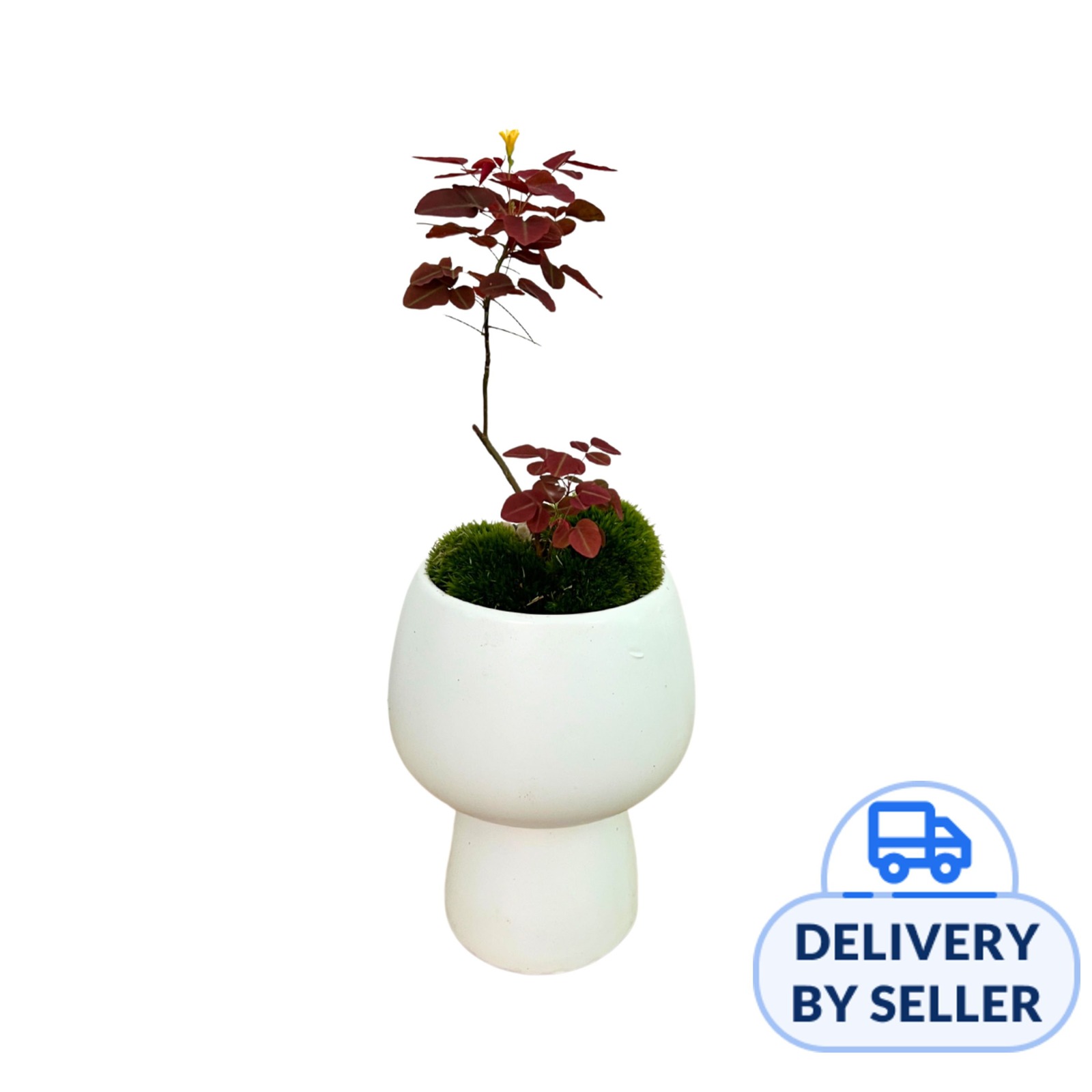 JM Flower Fire Fern Oxalis Hedysaroides in White Ceramic Pot | NTUC ...