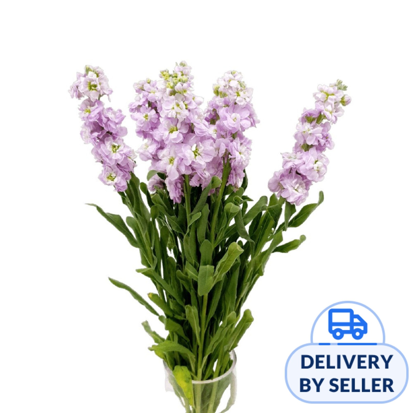 JM Flower Mattiola - Lilac | NTUC FairPrice
