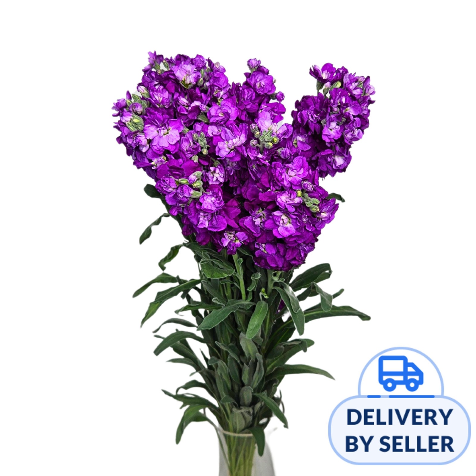 JM Flower Mattiola - Dark Purple | NTUC FairPrice