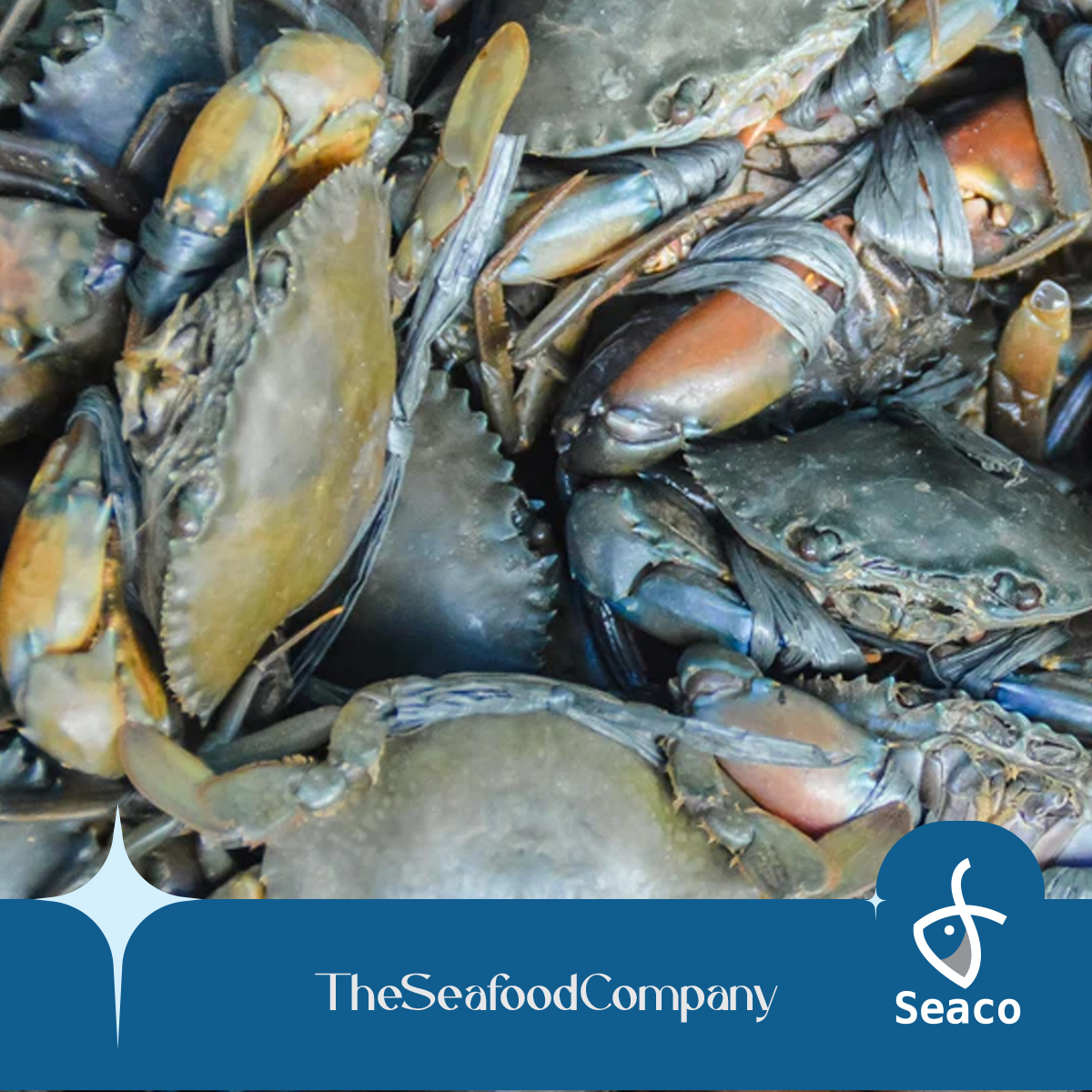 Seaco Live Indonesia Mub Crab - Small | NTUC FairPrice