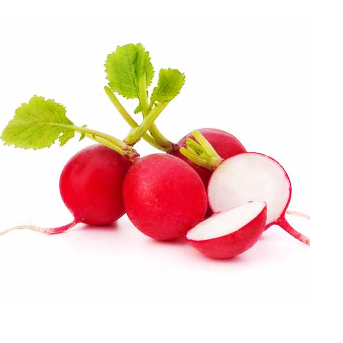 Orgo Fresh Holland Baby Mini Purple Radish | NTUC FairPrice