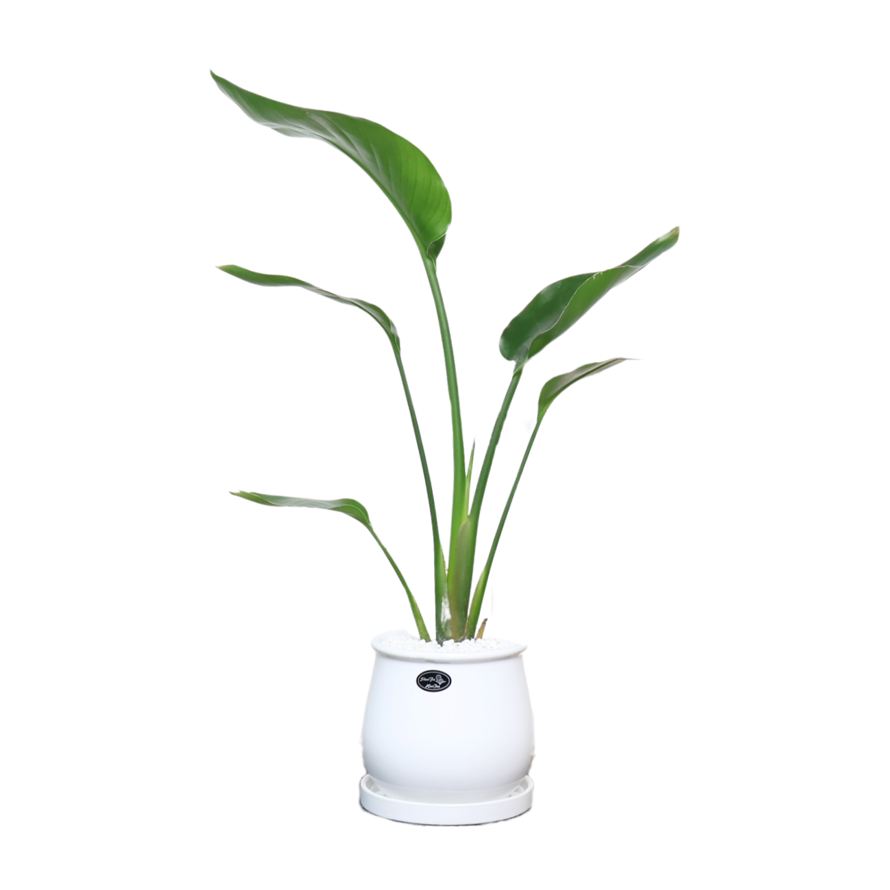 JM Flower Bird of Paradise in 13cm Ceramic Pot | NTUC FairPrice