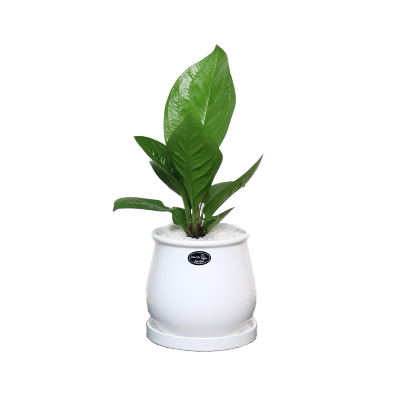 JM Flower Anthurium Jungle Bush in Ceramic Pot | NTUC FairPrice