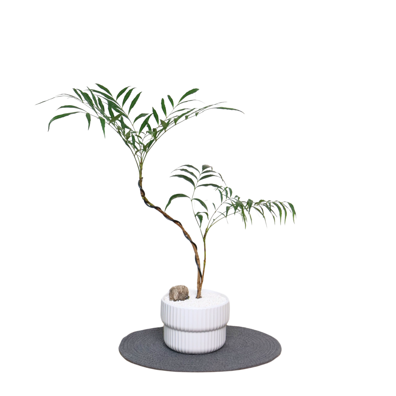 JM Flower Fortune's Mahonia in Ceramic Pot | NTUC FairPrice