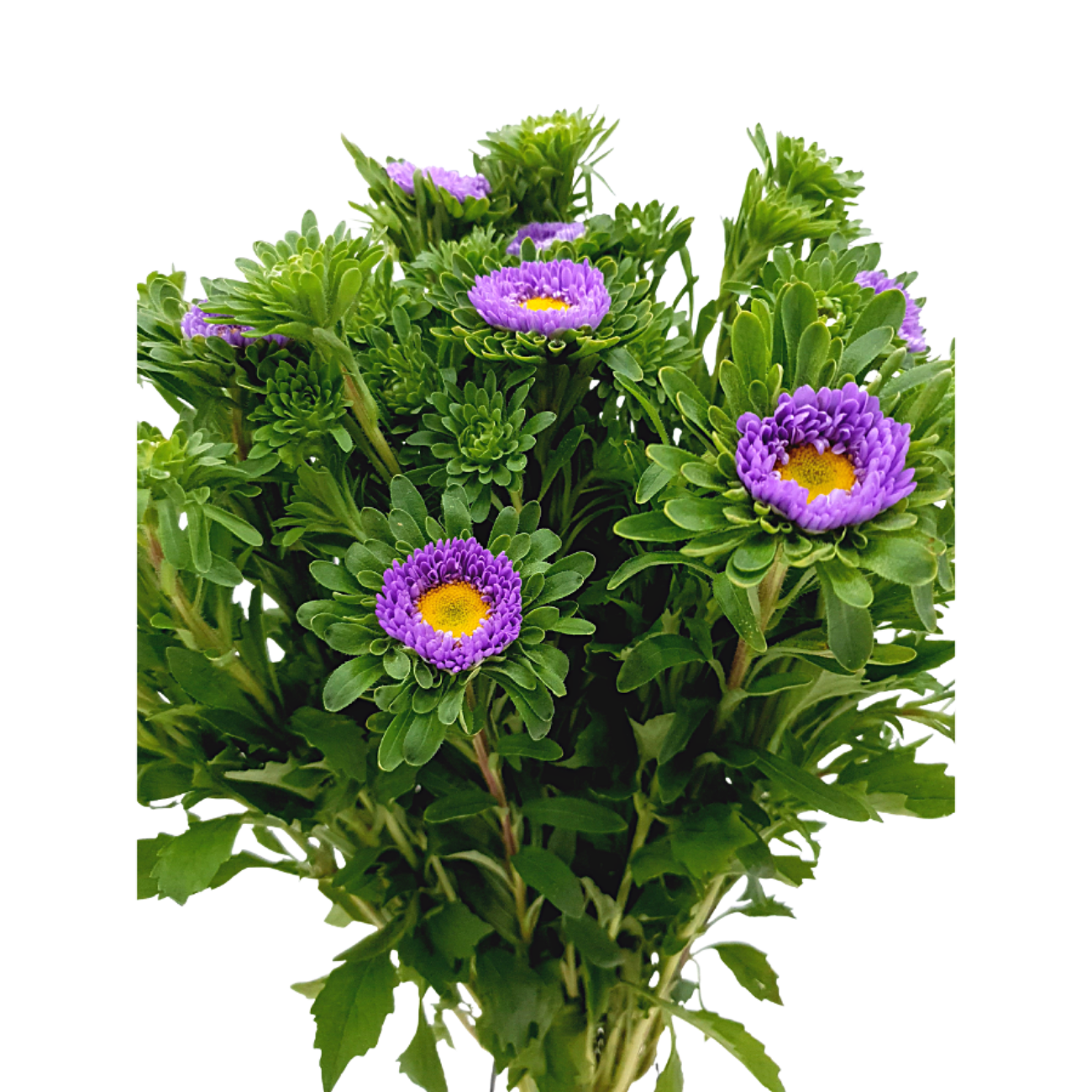 JM Flower Aster (Premium Grade) - Purple | NTUC FairPrice