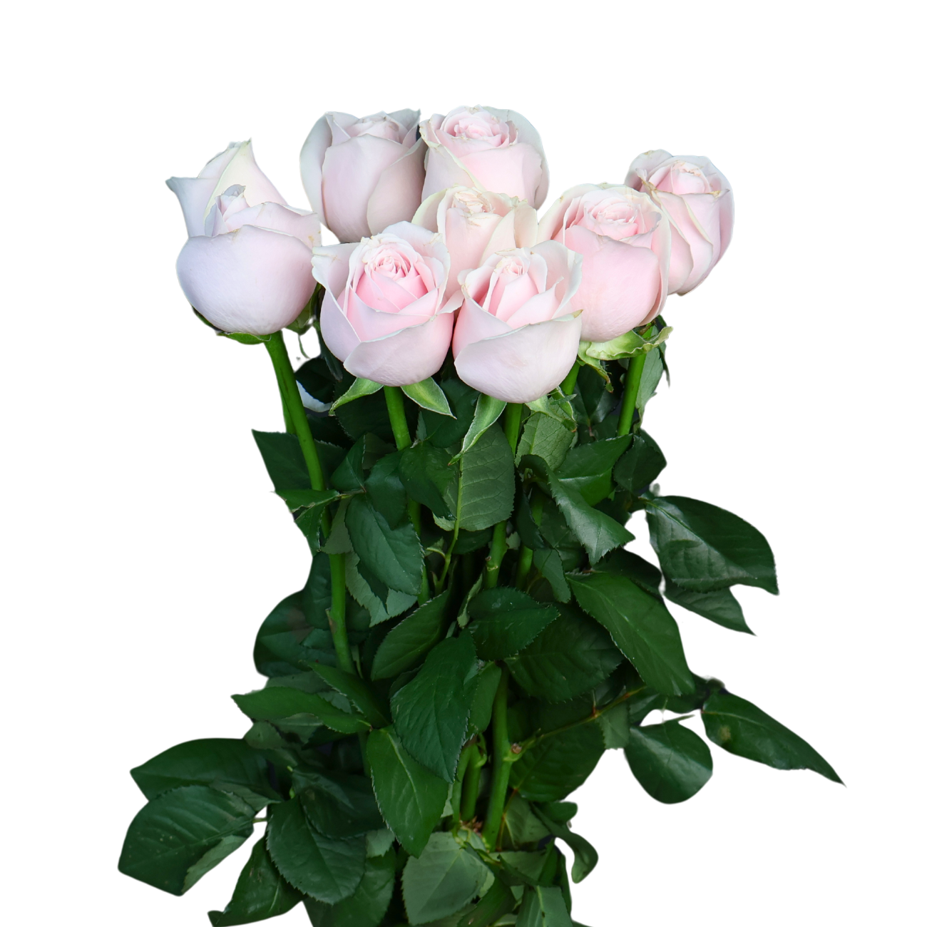 JM Flower Rose (Premium Grade) - Pink Avalanche | NTUC FairPrice