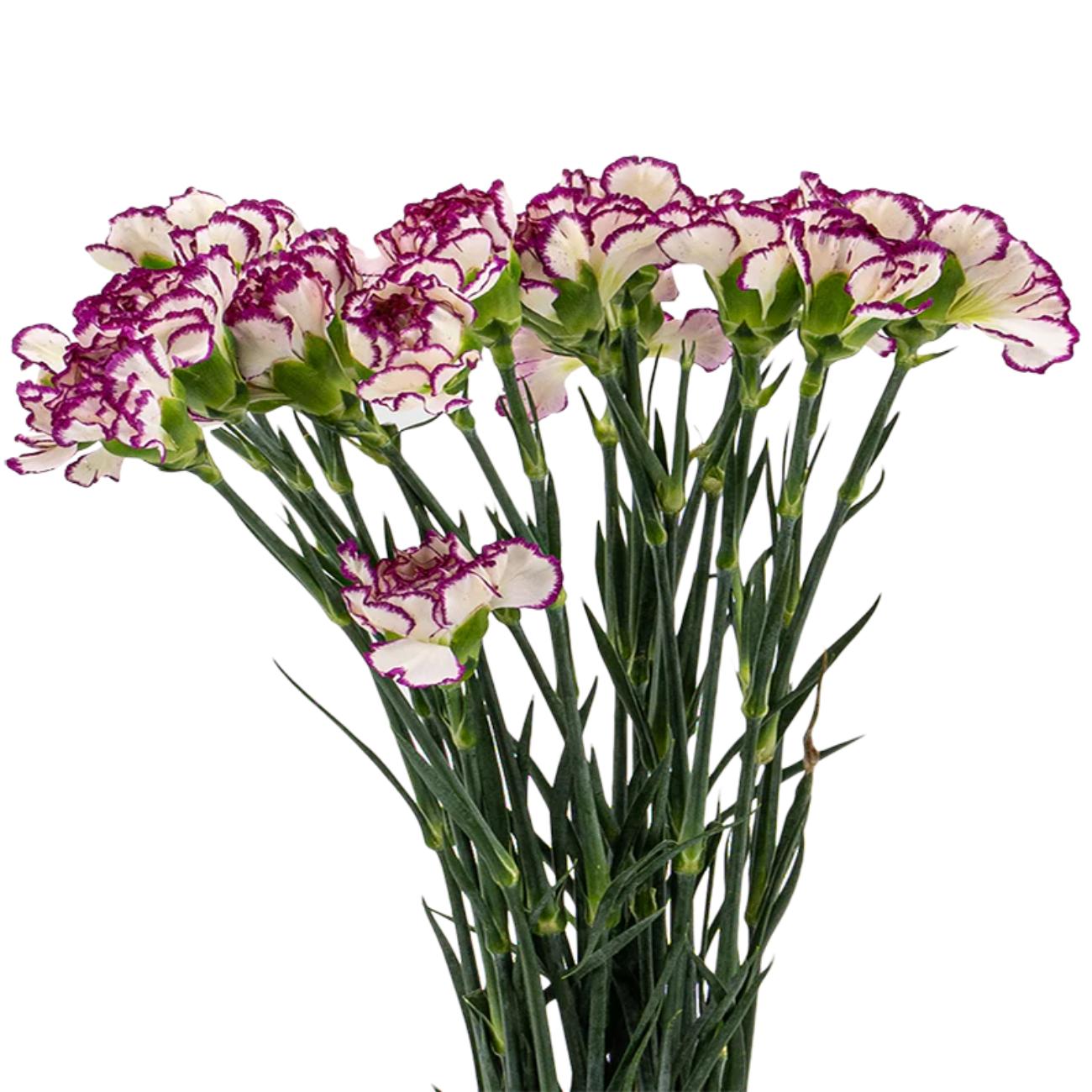 JM Flower Carnation (Standard Grade) - Two Tone Purple | NTUC FairPrice