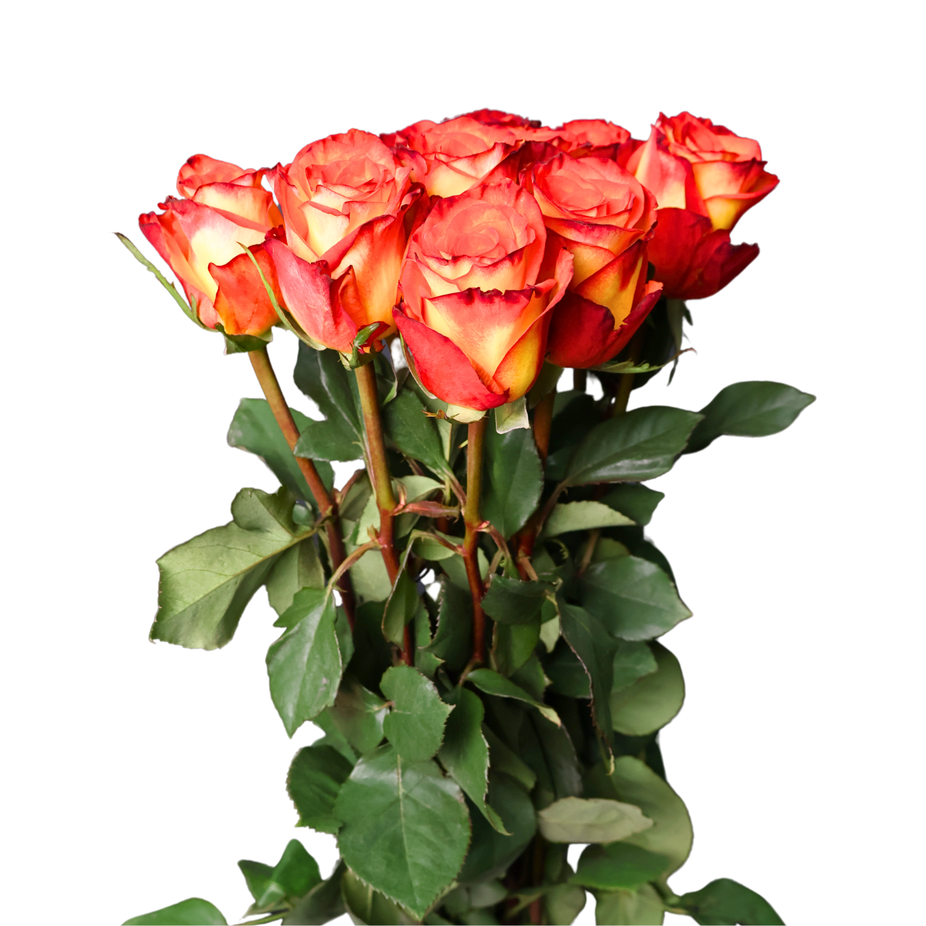 JM Flower Rose (Super Grade) - Two Tone Orange | NTUC FairPrice