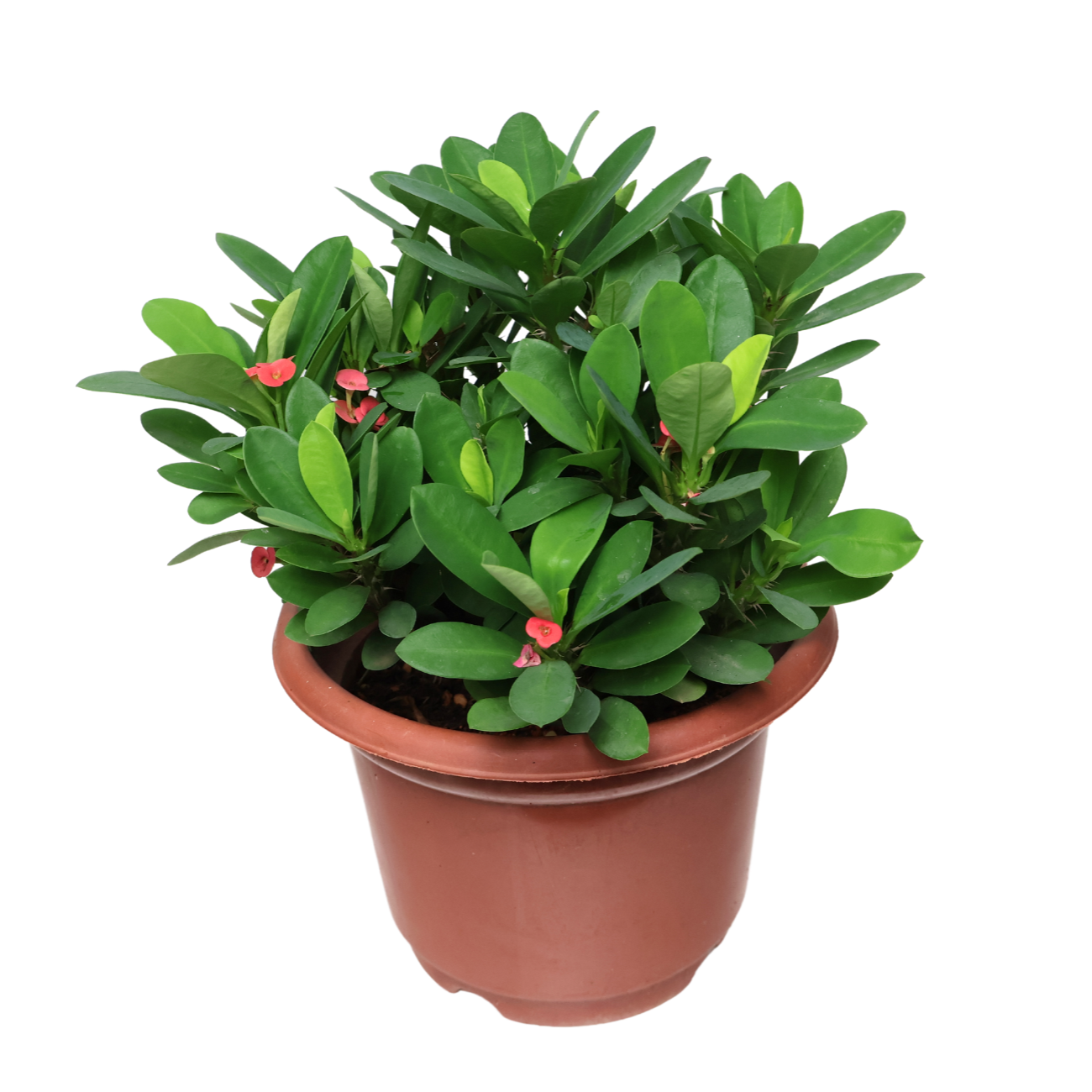 JM Flower Euphorbia 20cm Pot | NTUC FairPrice