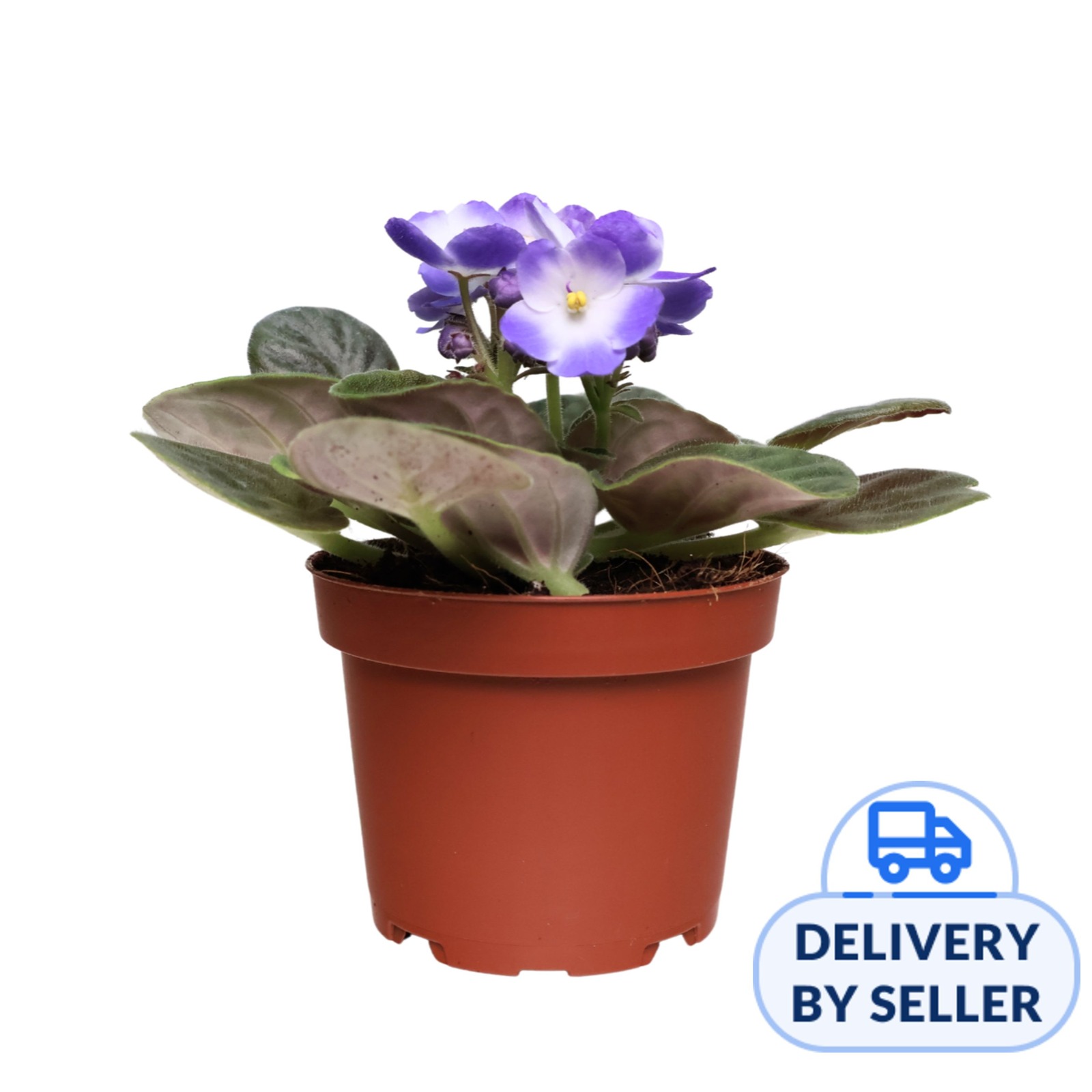 JM Flower African Violet - Light Purple | NTUC FairPrice
