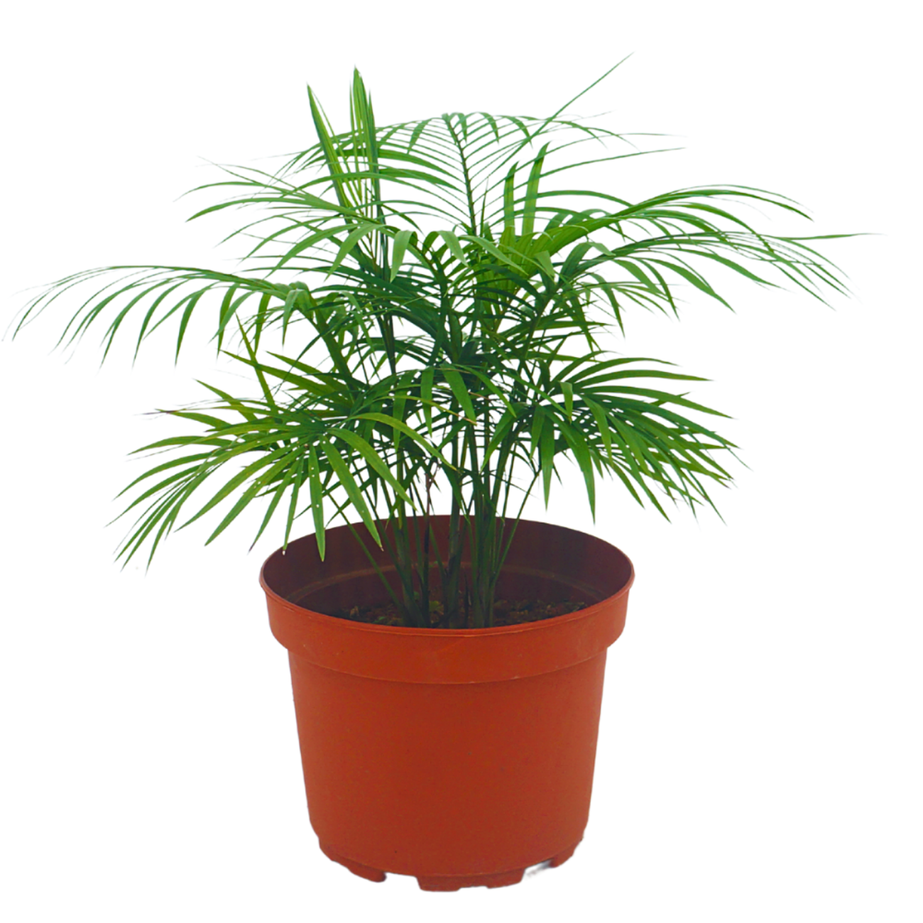 JM Flower Java Palm | NTUC FairPrice