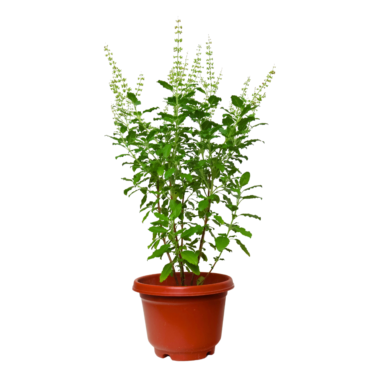 JM Flower Thulasi Herbs Plant | NTUC FairPrice