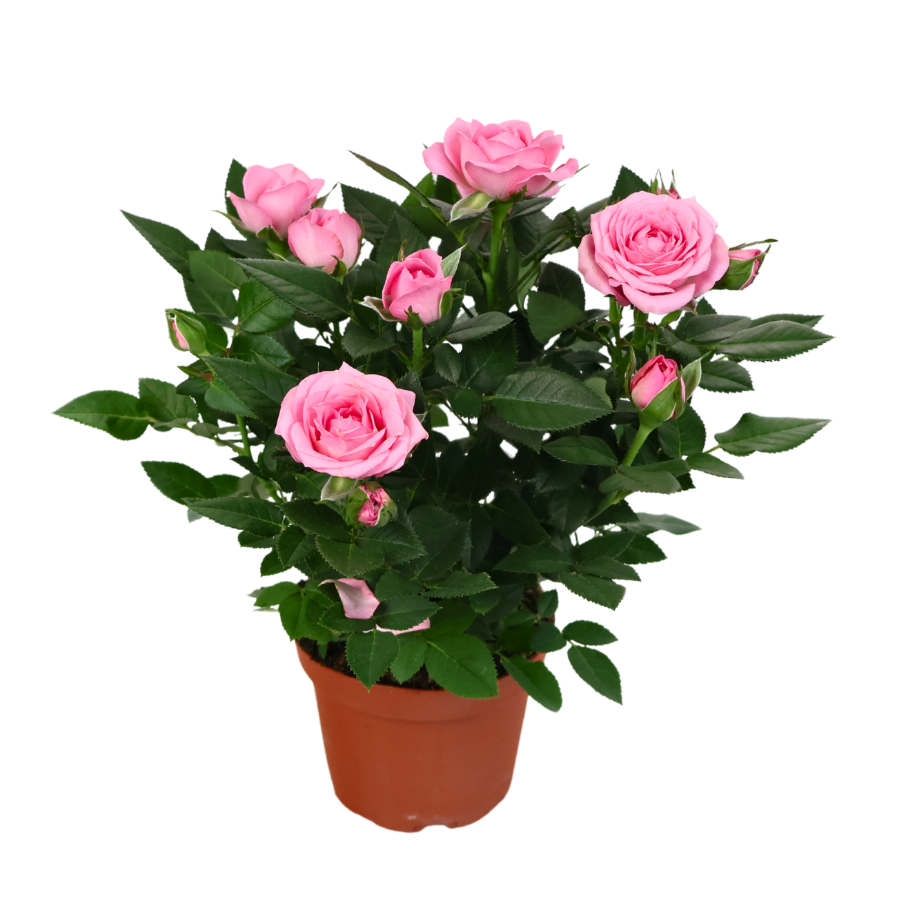 JM Flower Mini Rose Plant 10.5cm Pot - Pink | NTUC FairPrice