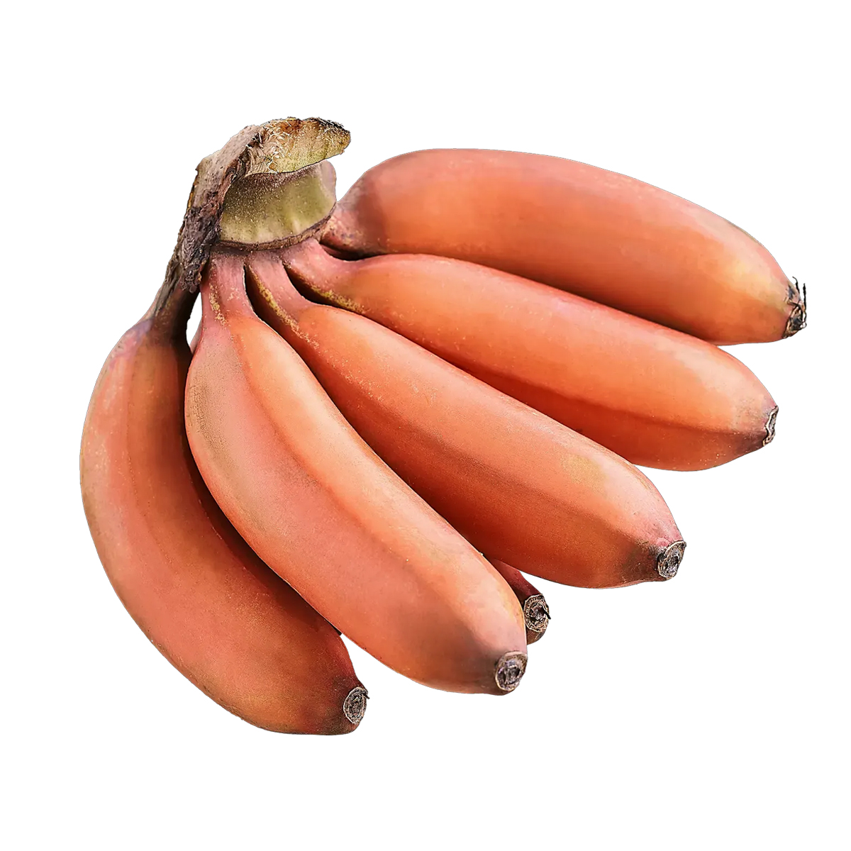 Orgo Fresh Tasty Red banana (Red Dacca) | NTUC FairPrice