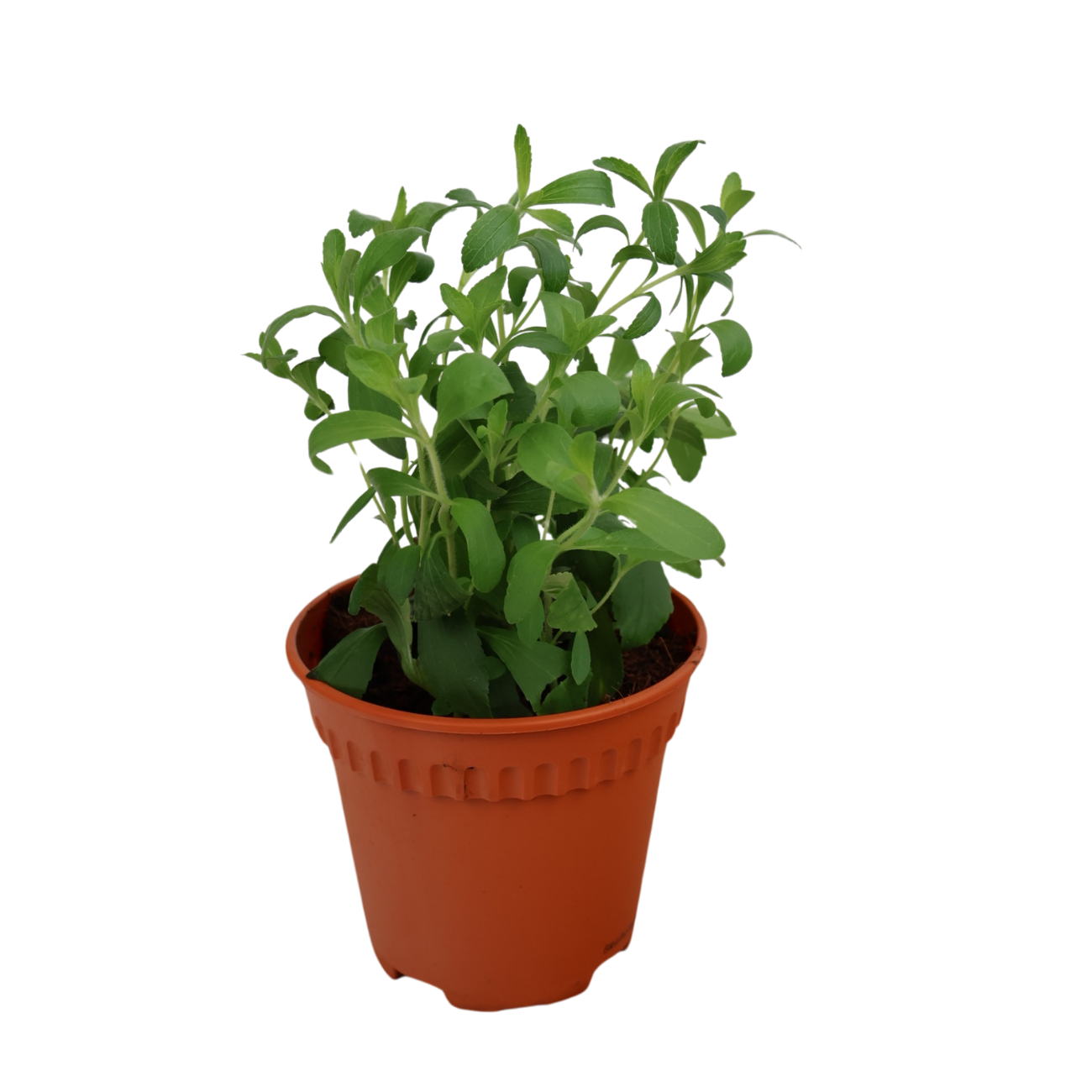 JM Flower Stevia (Candy Leaf) Herbs Plant | NTUC FairPrice