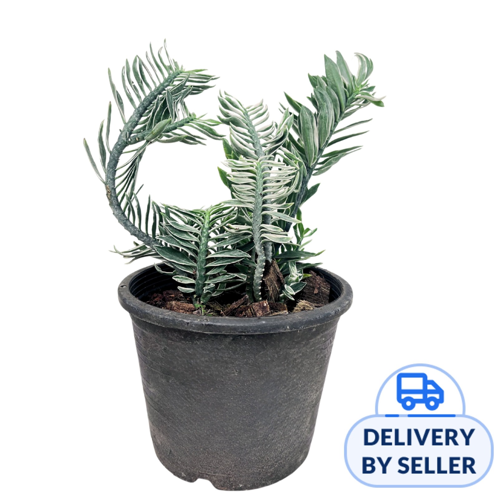 JM Flower Euphorbia Tithymaloides (Devil's Backbone) Plant | NTUC FairPrice