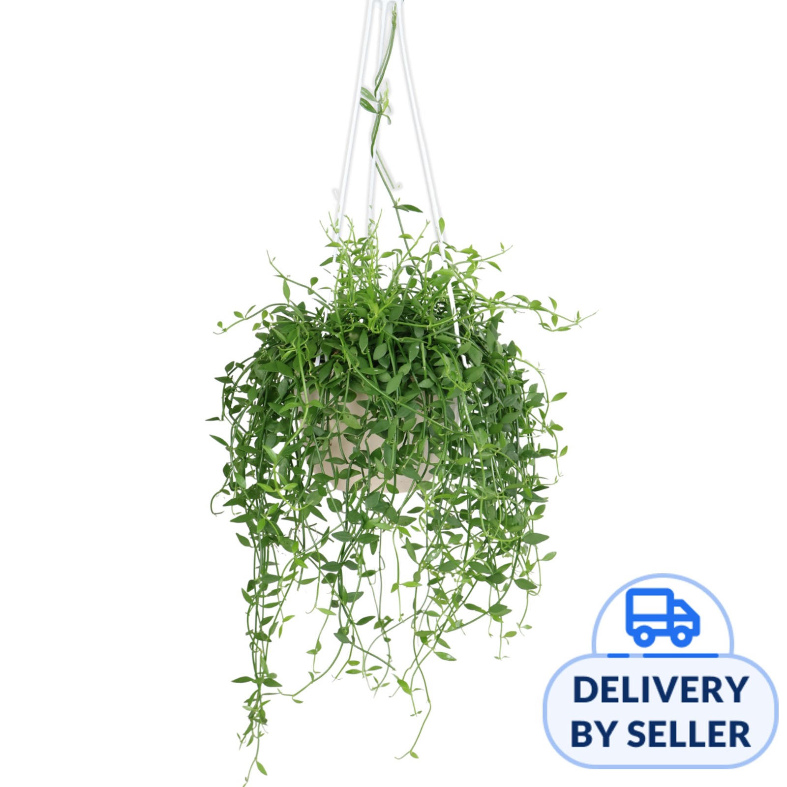 JM Flower Dischidia (String of Nickels) Hanging Plant | NTUC FairPrice