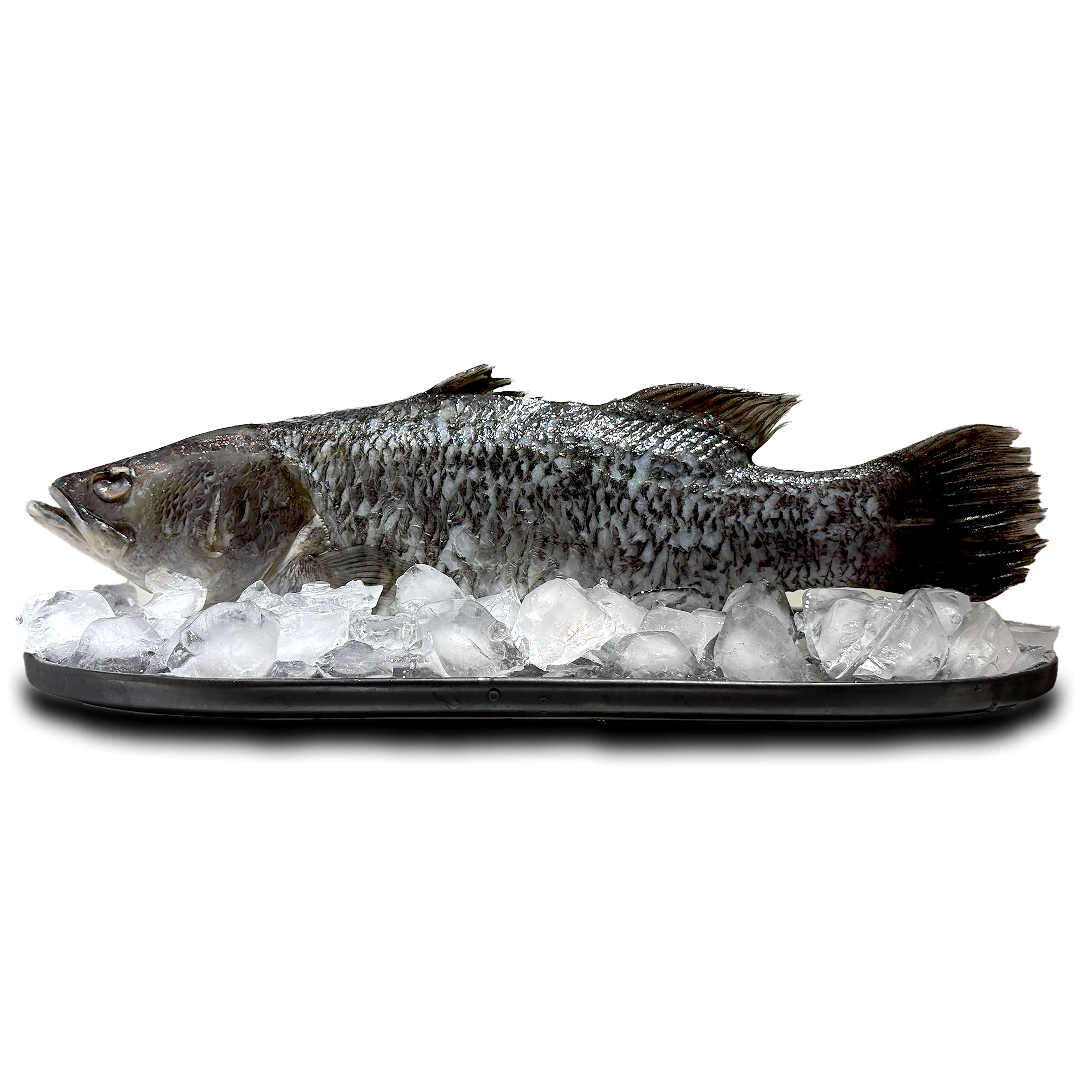 Catch Seafood Seabass Barramundi Whole Fish | NTUC FairPrice