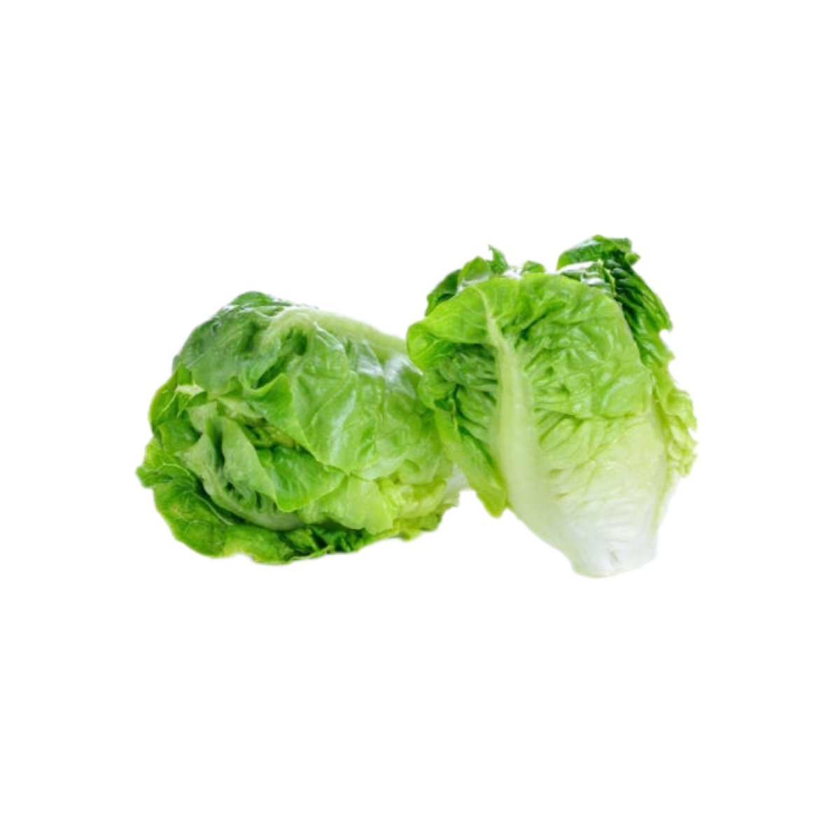 ZENXIN Organic Mini Cos Lettuce | NTUC FairPrice