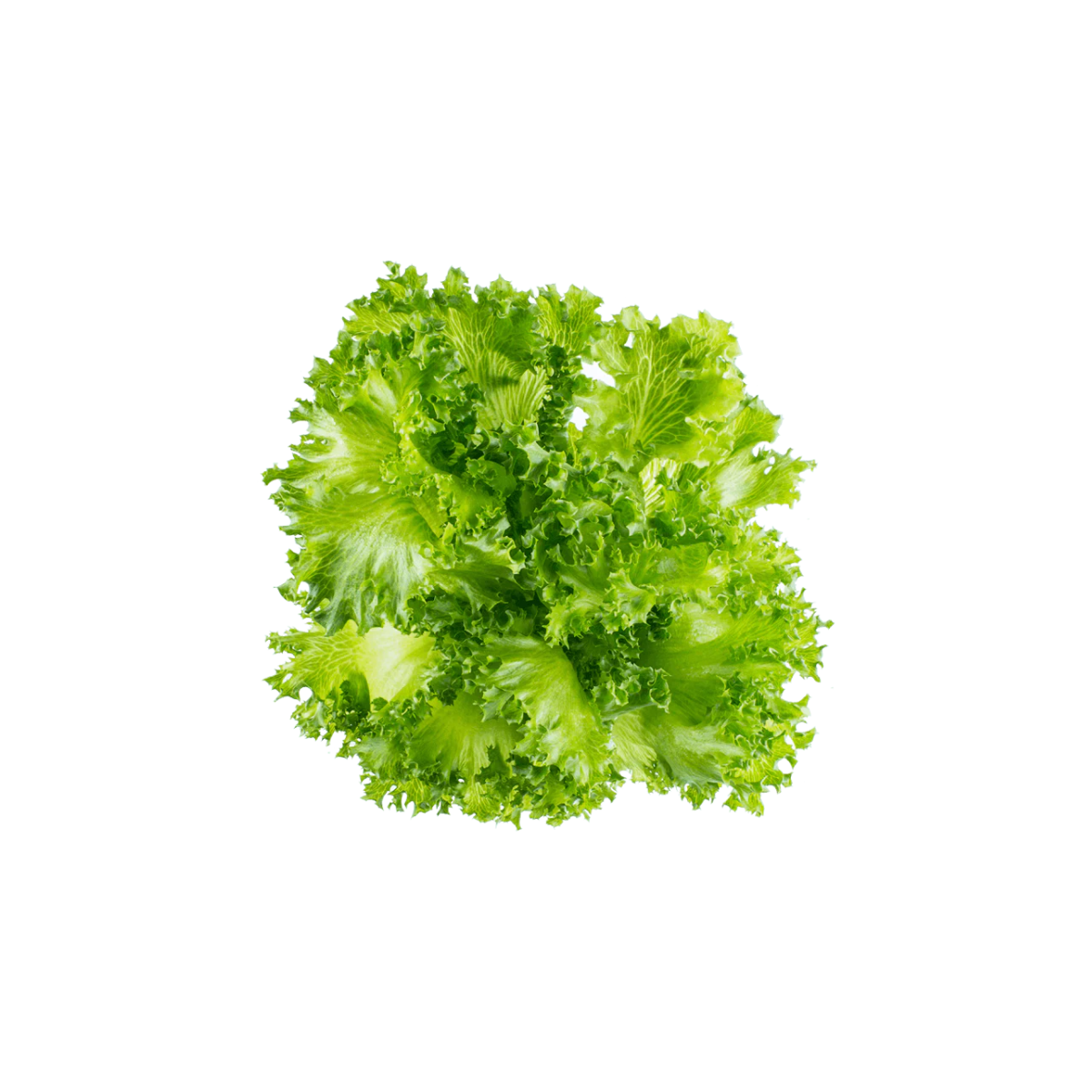 ZENXIN Organic Crystal Lettuce | NTUC FairPrice