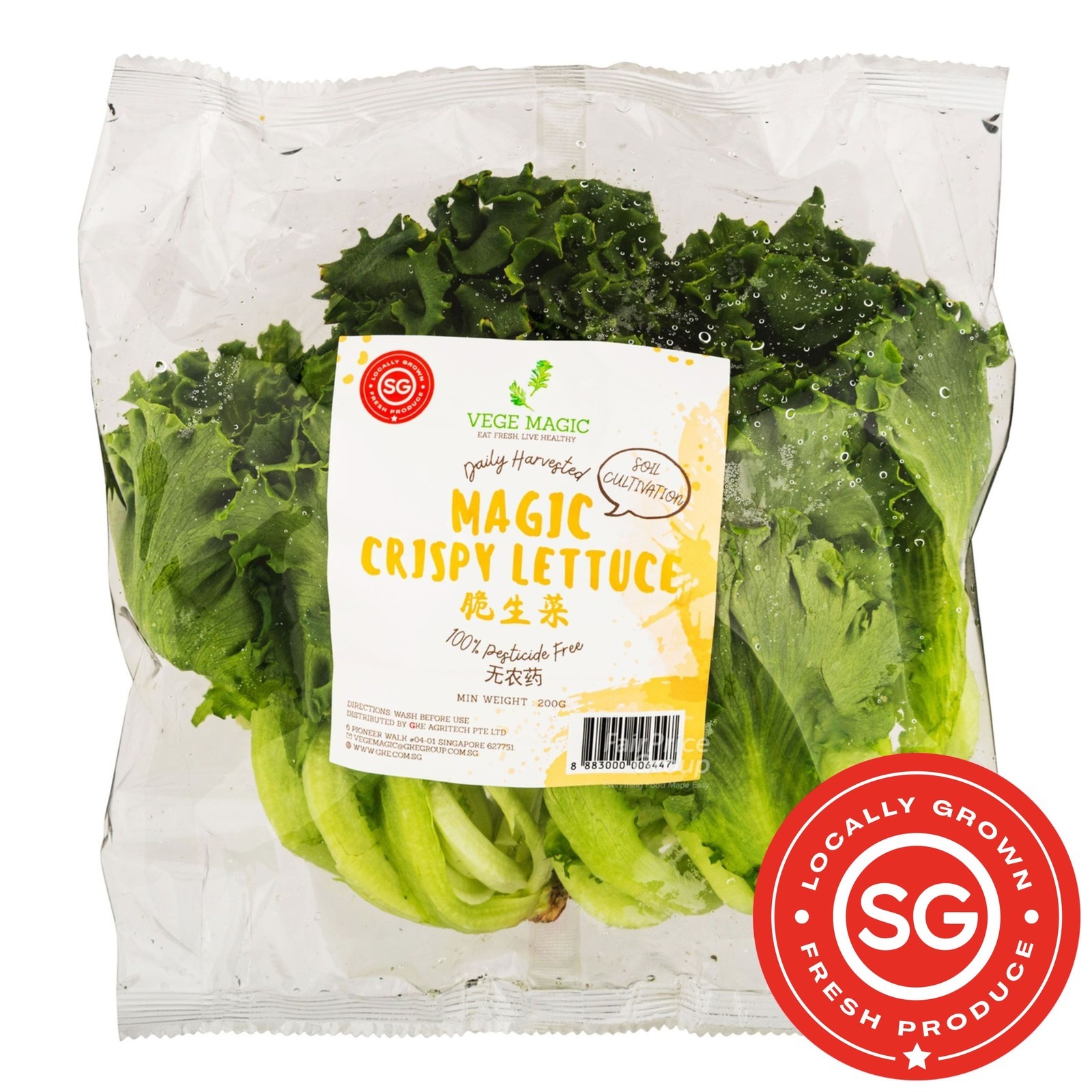 Vegemagic Crispy Lettuce | NTUC FairPrice