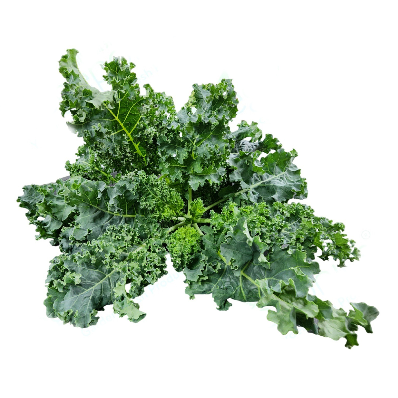 Vegeponics Pesticide-Free Curly Kale | NTUC FairPrice