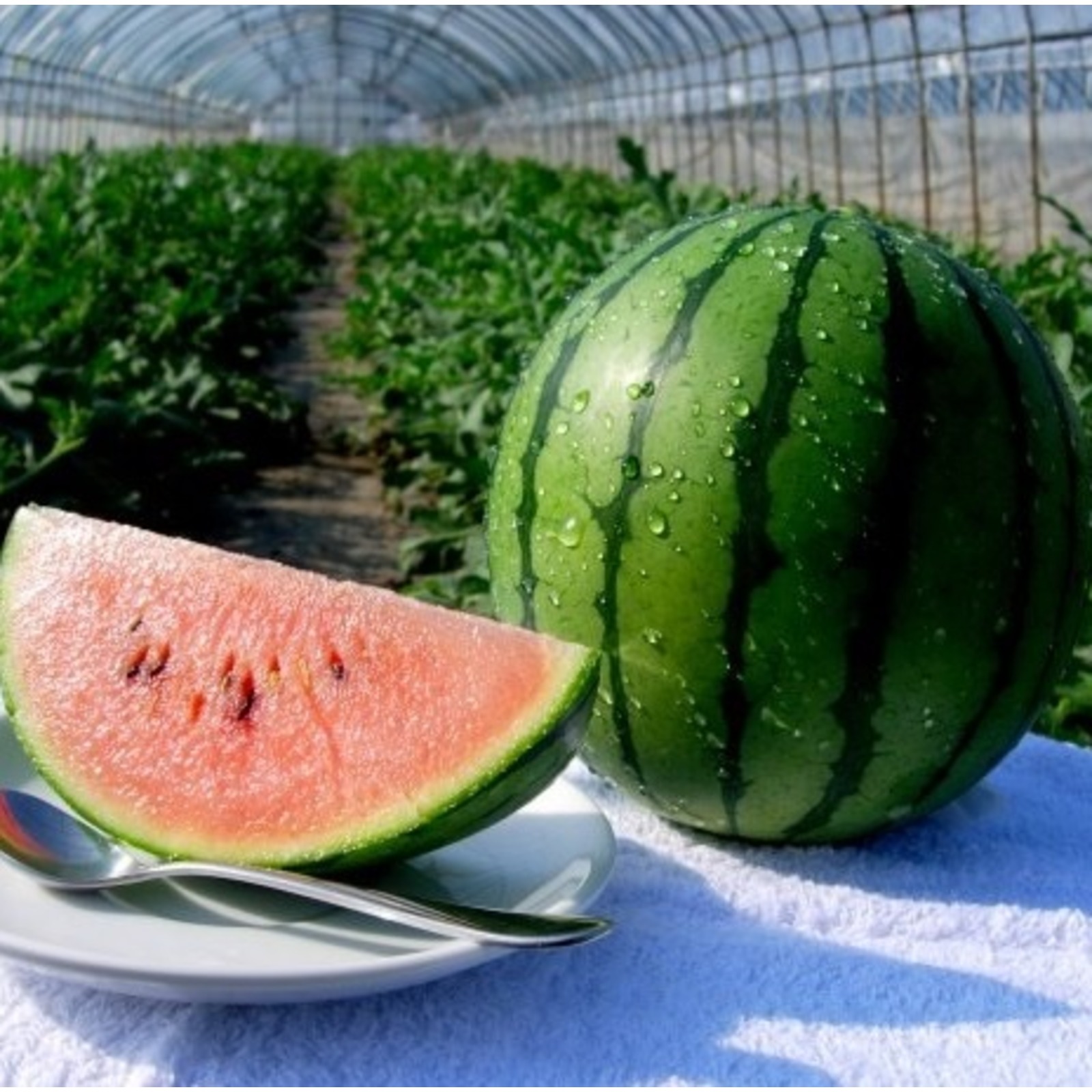 Happy Fruits Japan Air-flown Kodama watermelon | NTUC FairPrice