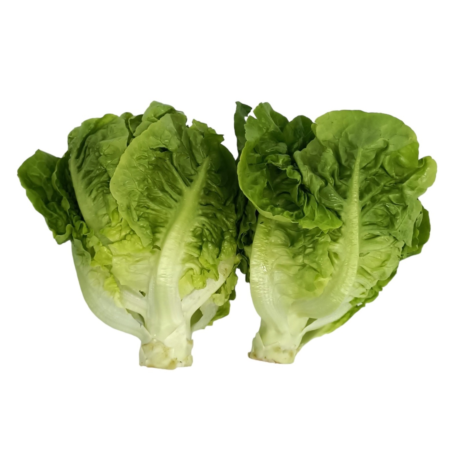 Yuan Zhen Yuan Romaine Lettuce | NTUC FairPrice