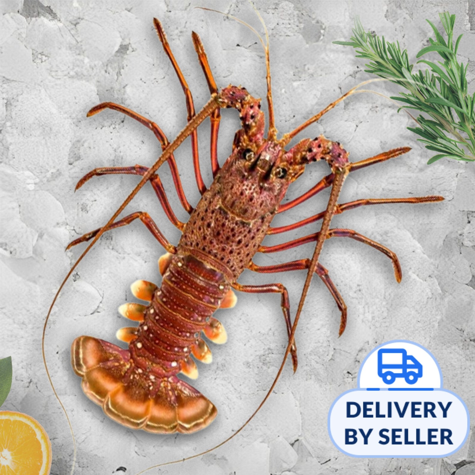 Seaco Live Western Australia Rock Lobster | NTUC FairPrice
