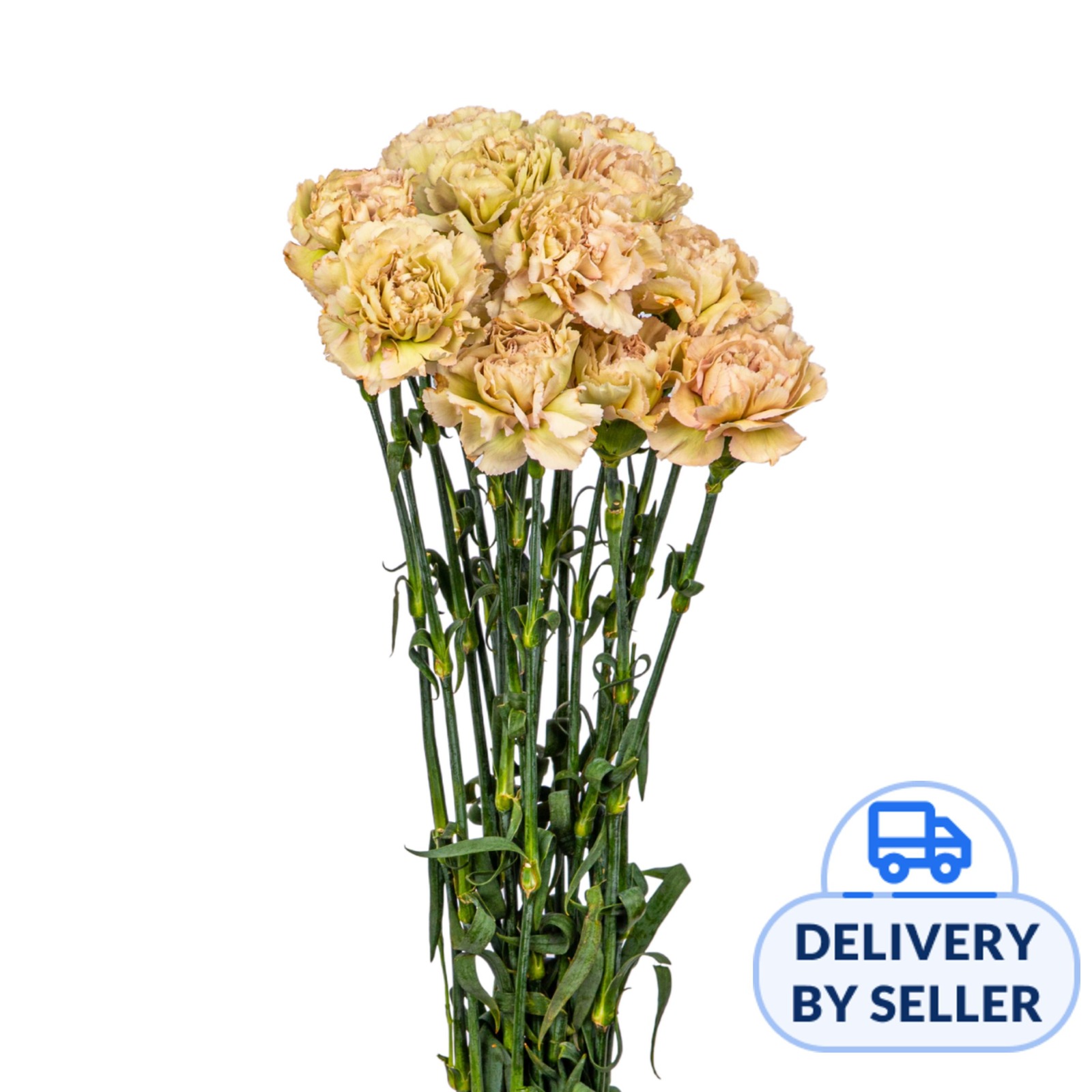 JM Flower Carnation (Premium Grade) - Dusty Peach | NTUC FairPrice