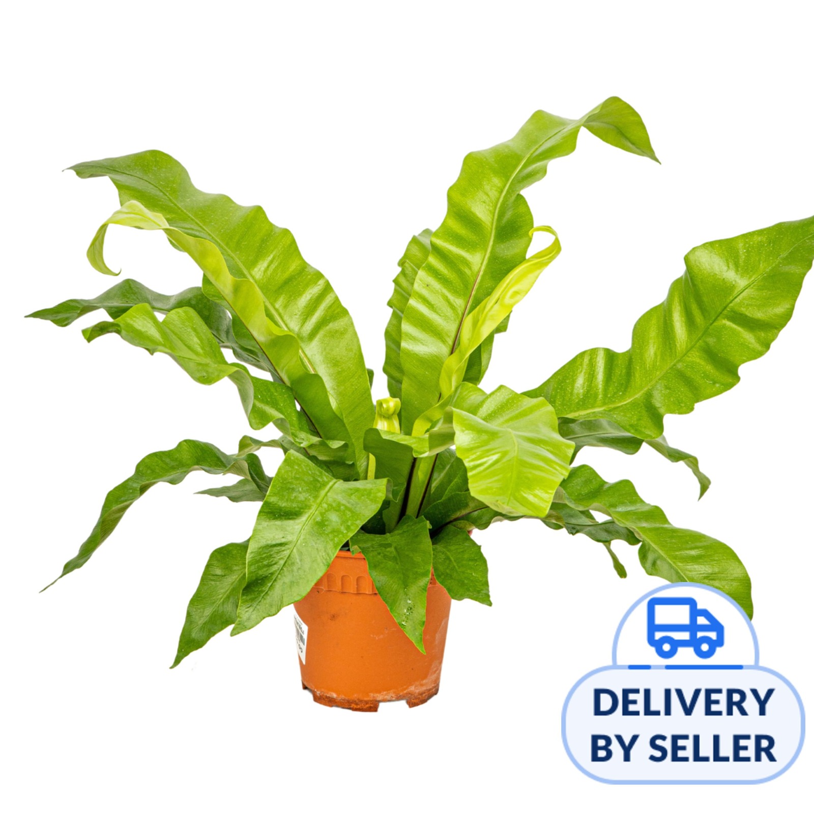 JM Flower Asplenium Nidus Plant 15cm Pot | NTUC FairPrice