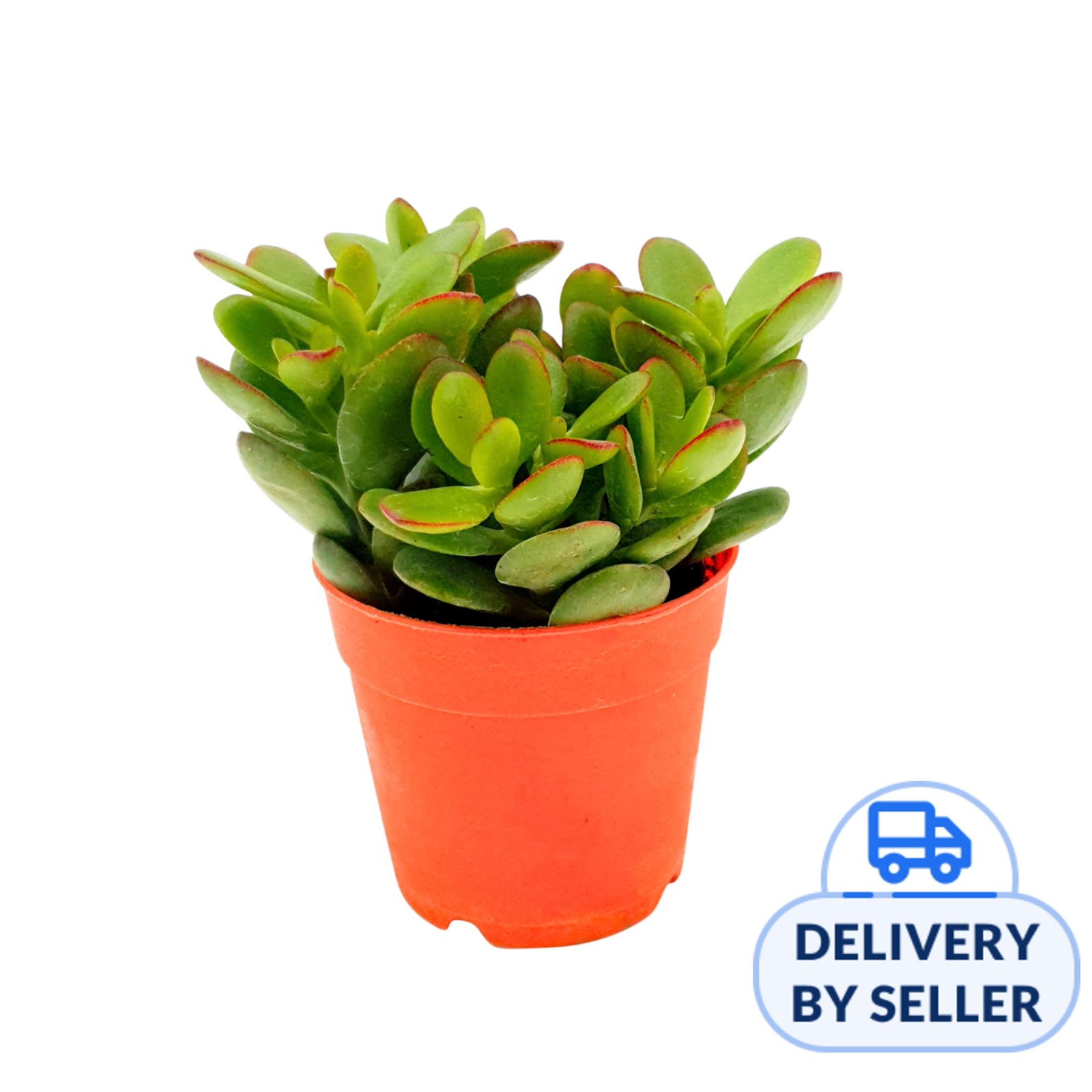 JM Flower Crassula Mini Plant 8.5cm Pot | NTUC FairPrice