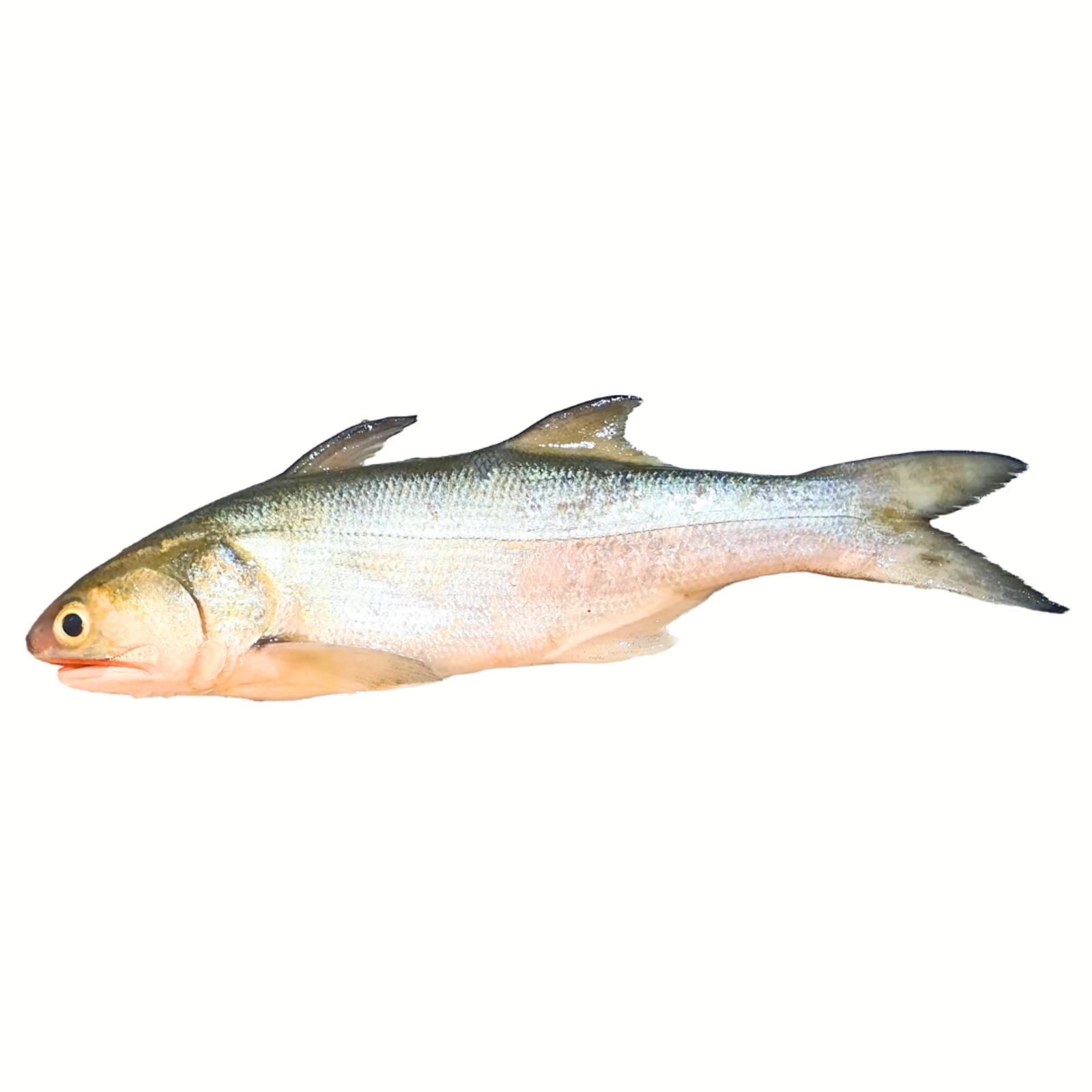 Pan Royal Fresh White Threadfin - Cleaned and Gutted | NTUC FairPrice