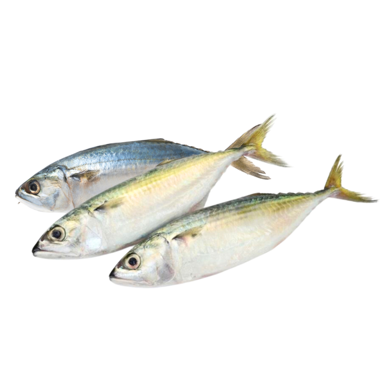 Pan Royal Fresh Kembong 3pcs - Cleaned and Gutted | NTUC FairPrice