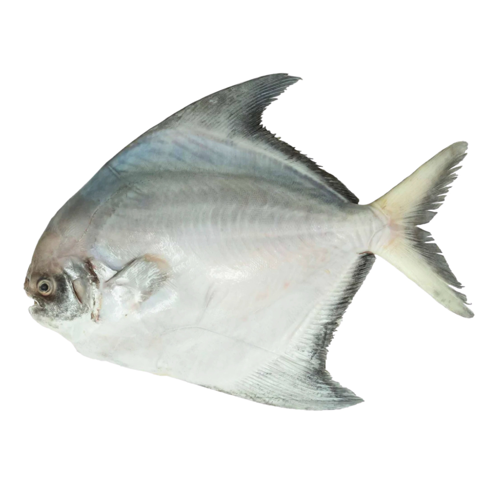 Pan Royal Fresh Chinese Pomfret - Cleaned and Gutted | NTUC FairPrice