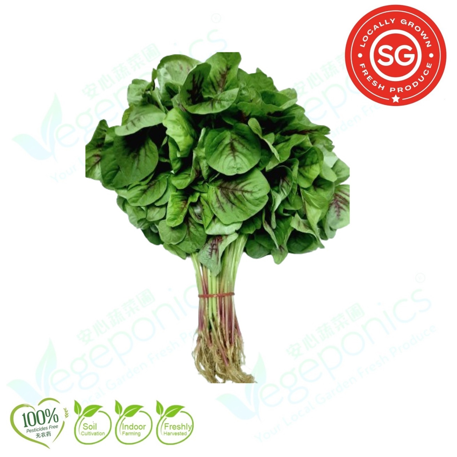 Vegeponics Red Bayam | NTUC FairPrice