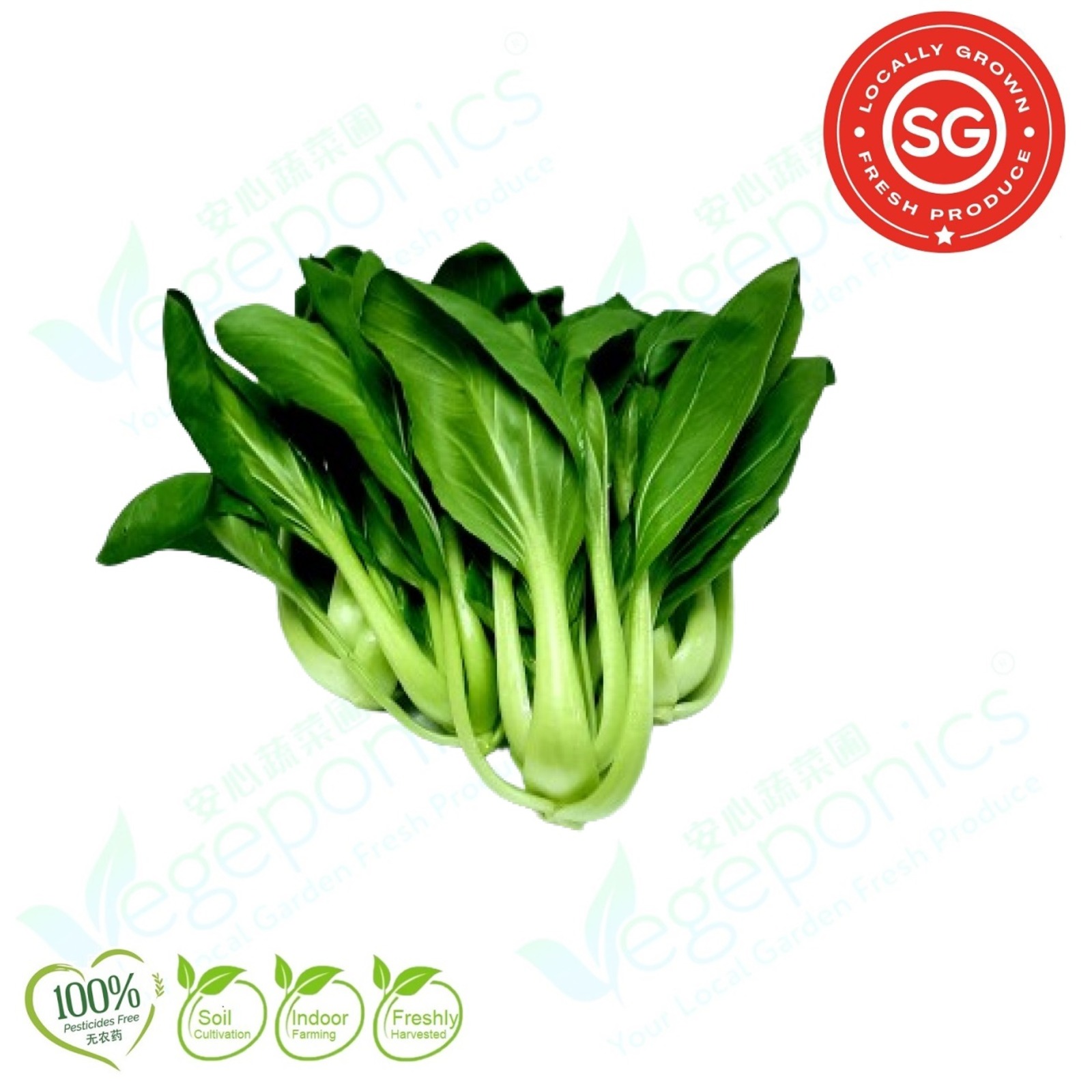 Vegeponics Xiao Bai Cai | NTUC FairPrice