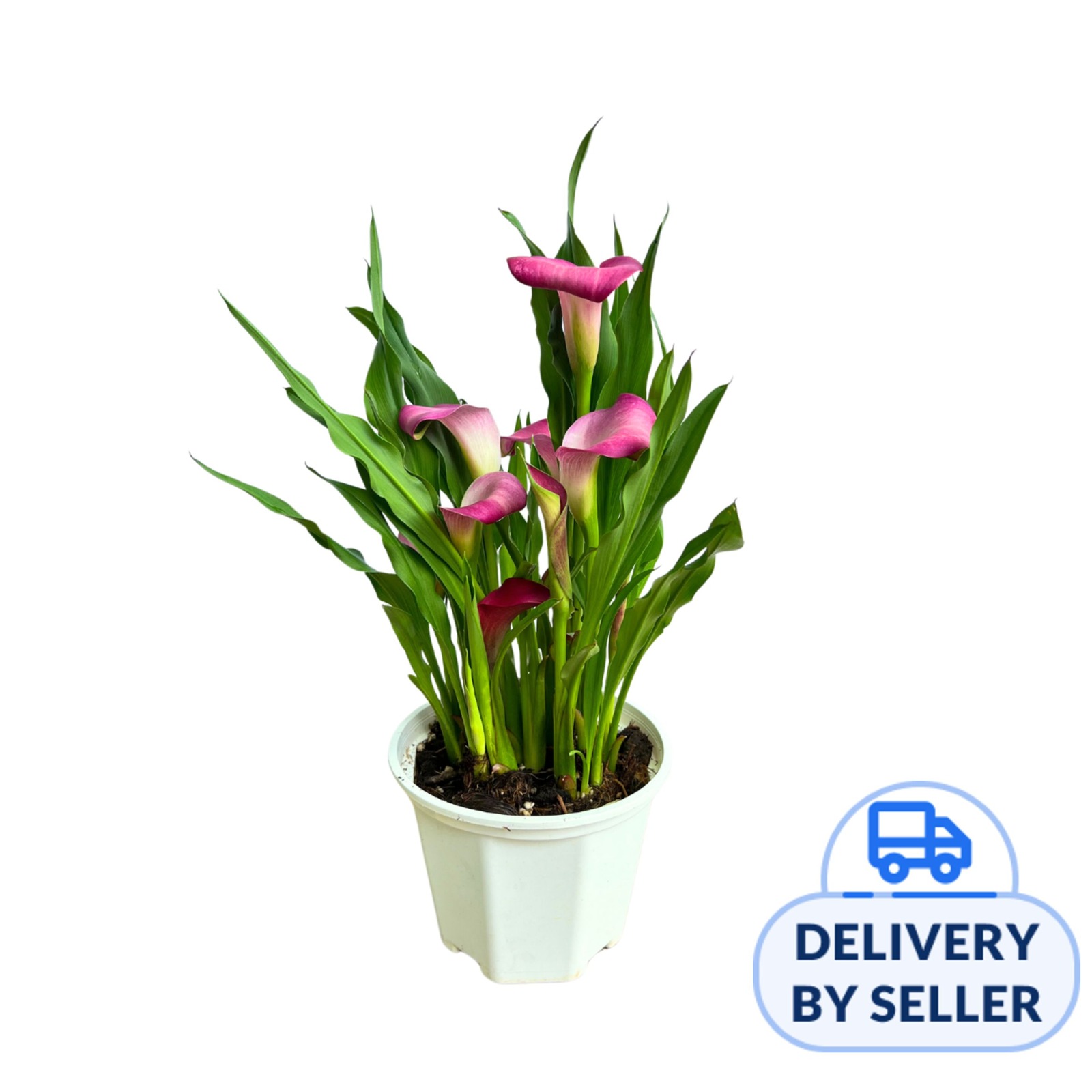 JM Flower Calla Lily Plant 15cm Pot - Light Pink | NTUC FairPrice